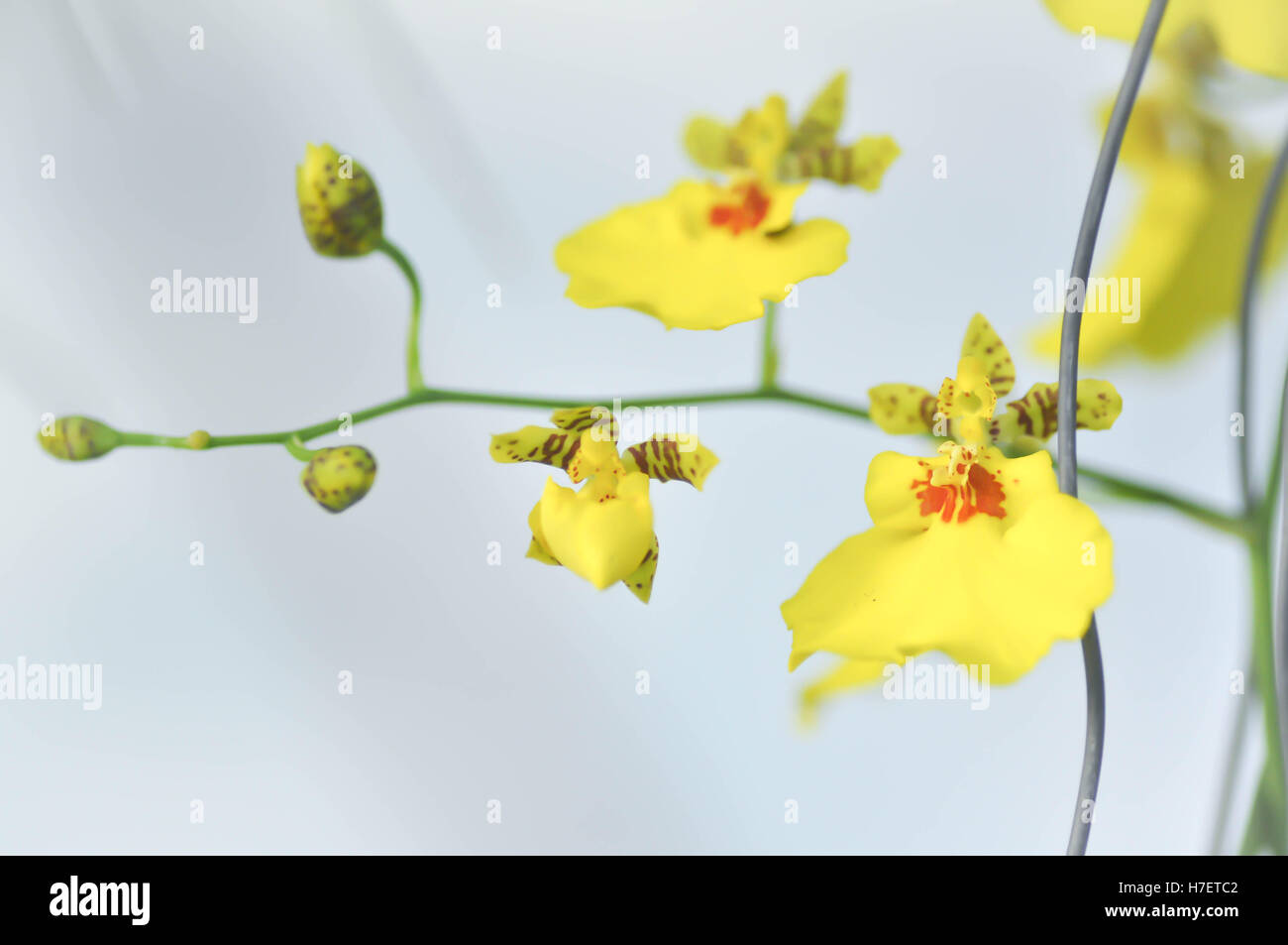 yellow orchid flower in the garden Stock Photo - Alamy