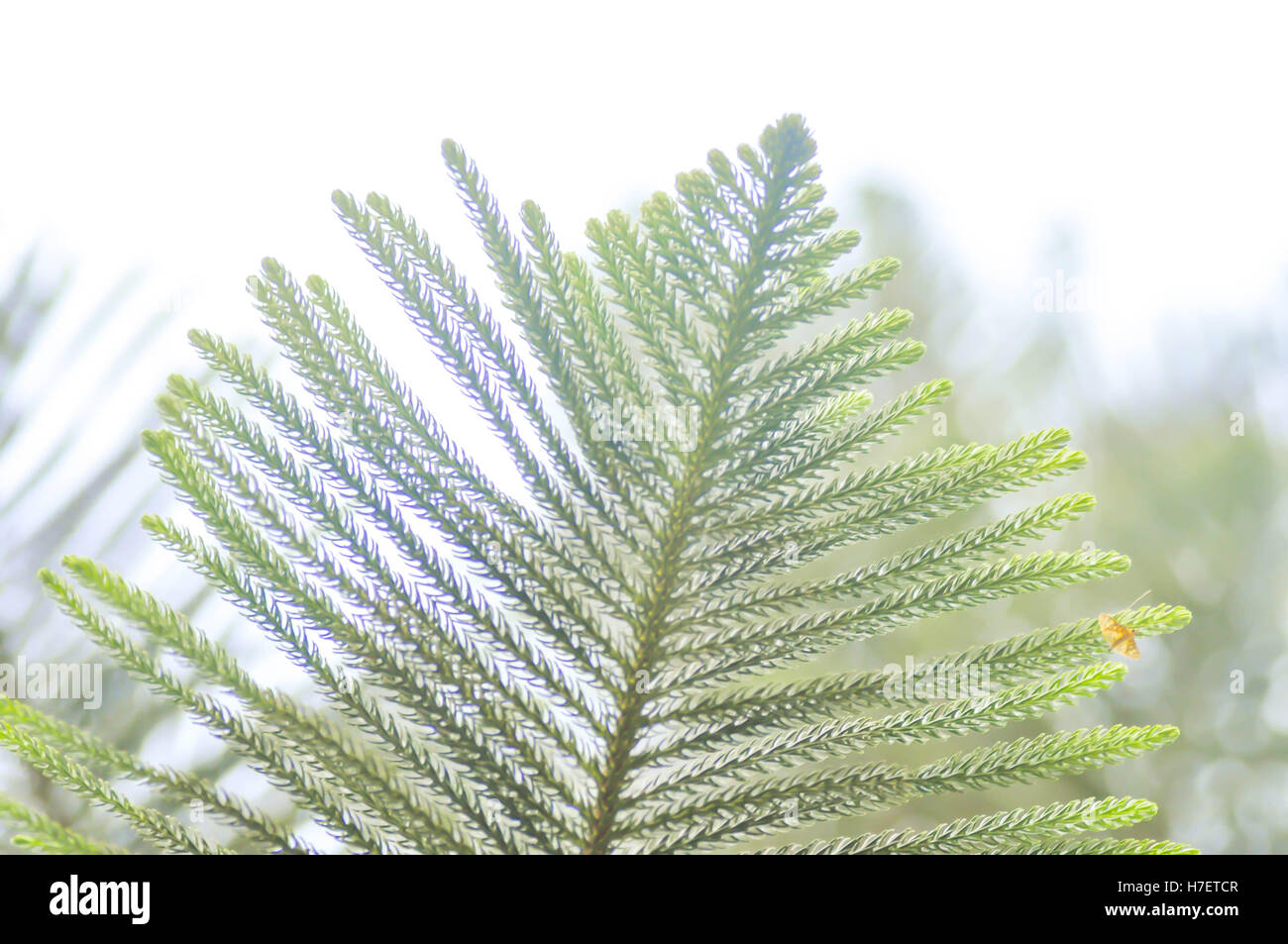 pine leaf or pine tree Stock Photo - Alamy