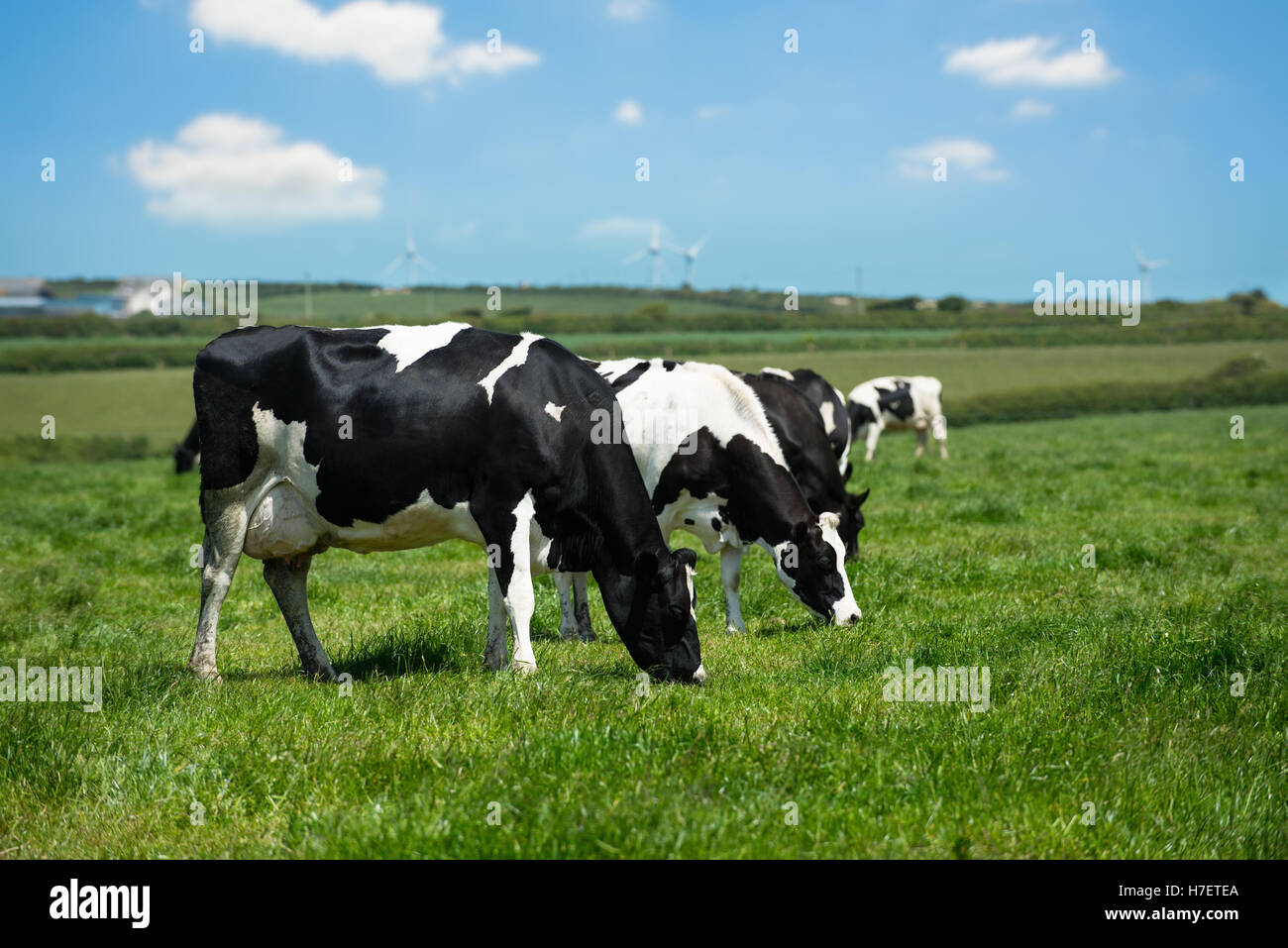 Grazing dairy cows in Cornwall farmland with wind turbines in the ...