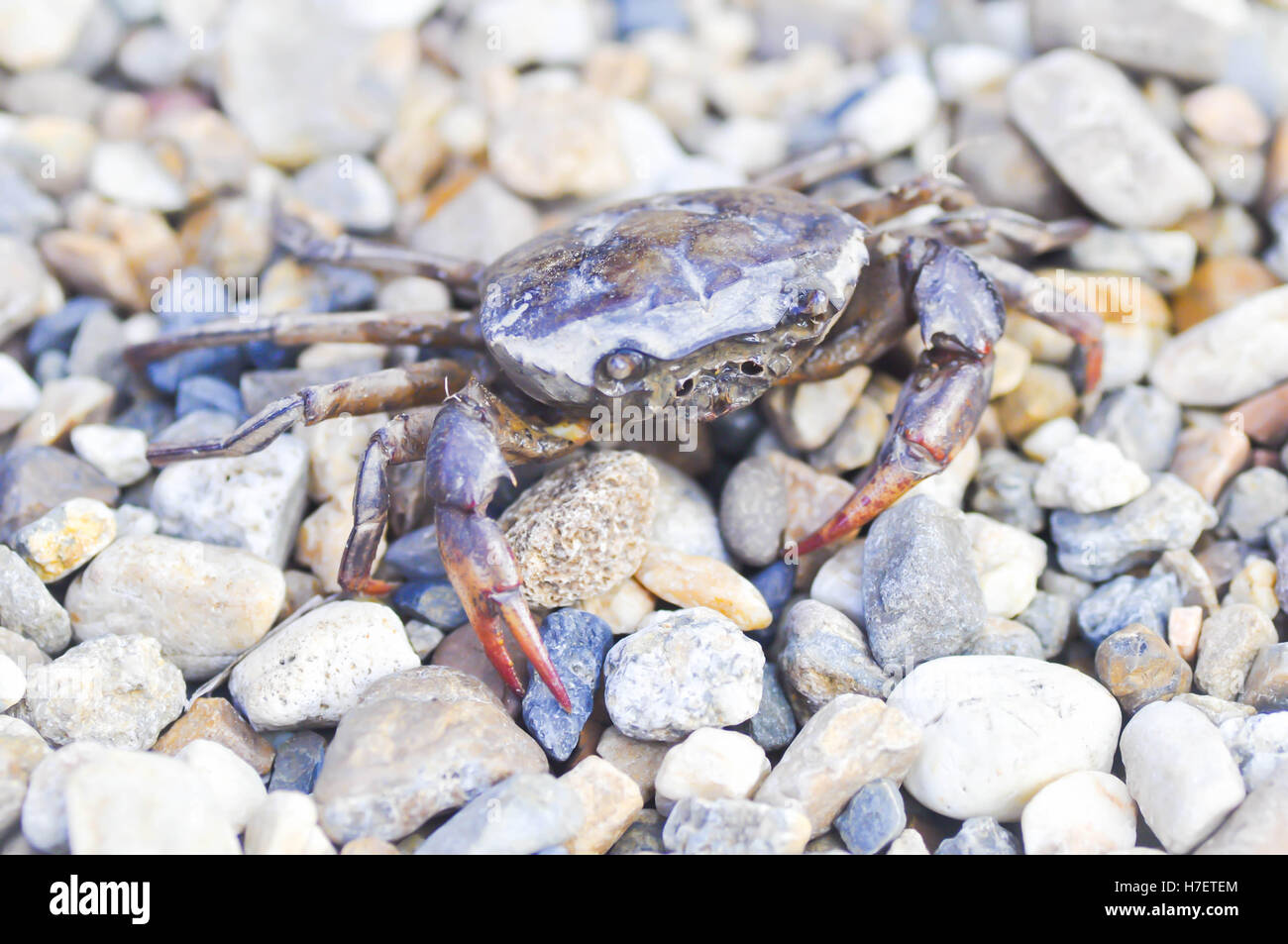 black field crab or black rice crab on the floor Stock Photo - Alamy