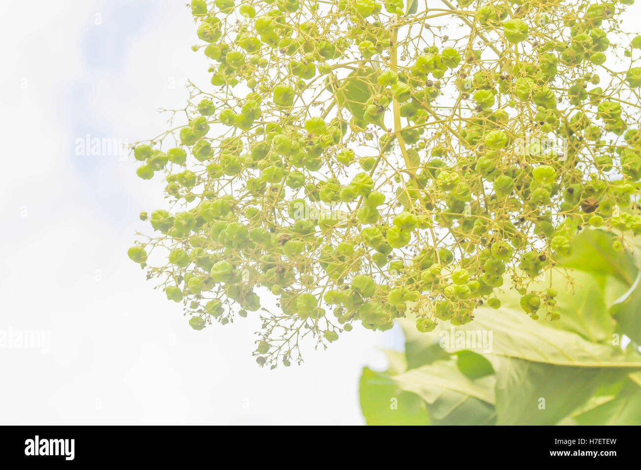 teak seed or teak tree and sky background Stock Photo - Alamy
