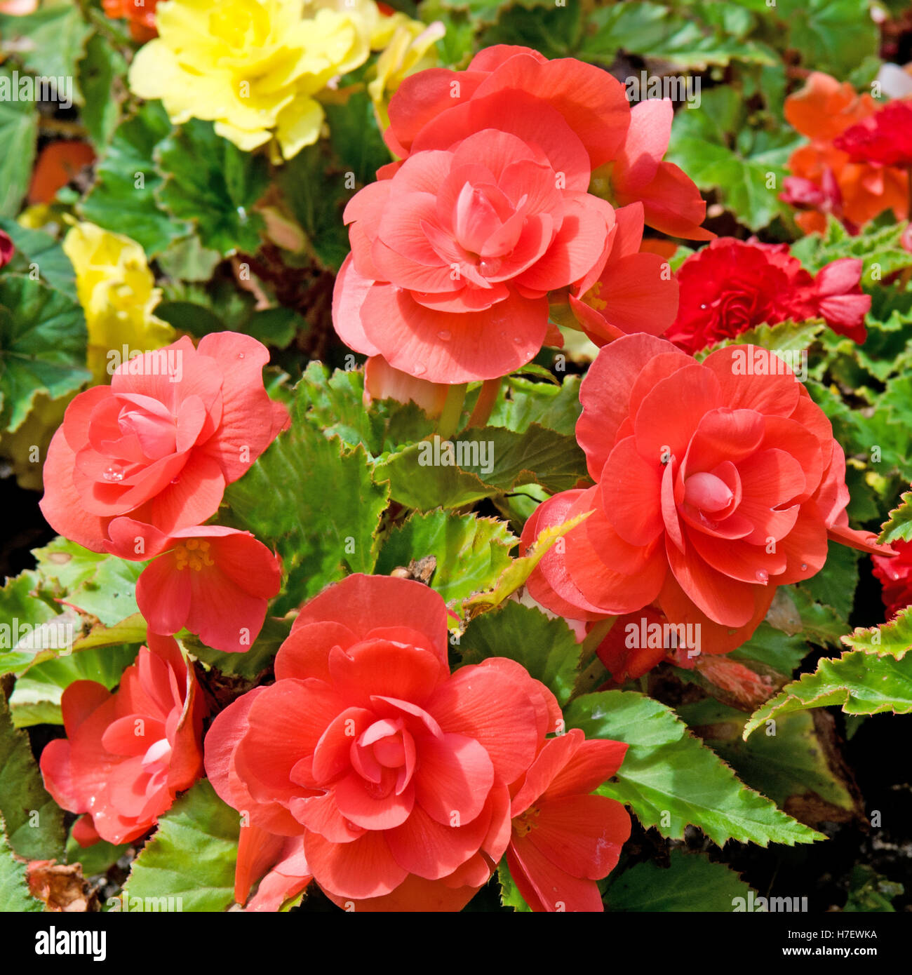 Begonias landscape hi-res stock photography and images - Alamy