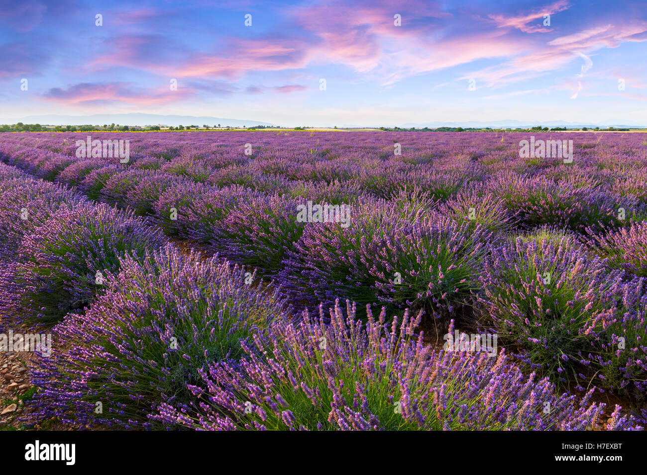 Lavender field summer sunset landscape near Valensole.Provence,France Stock Photo - Alamy