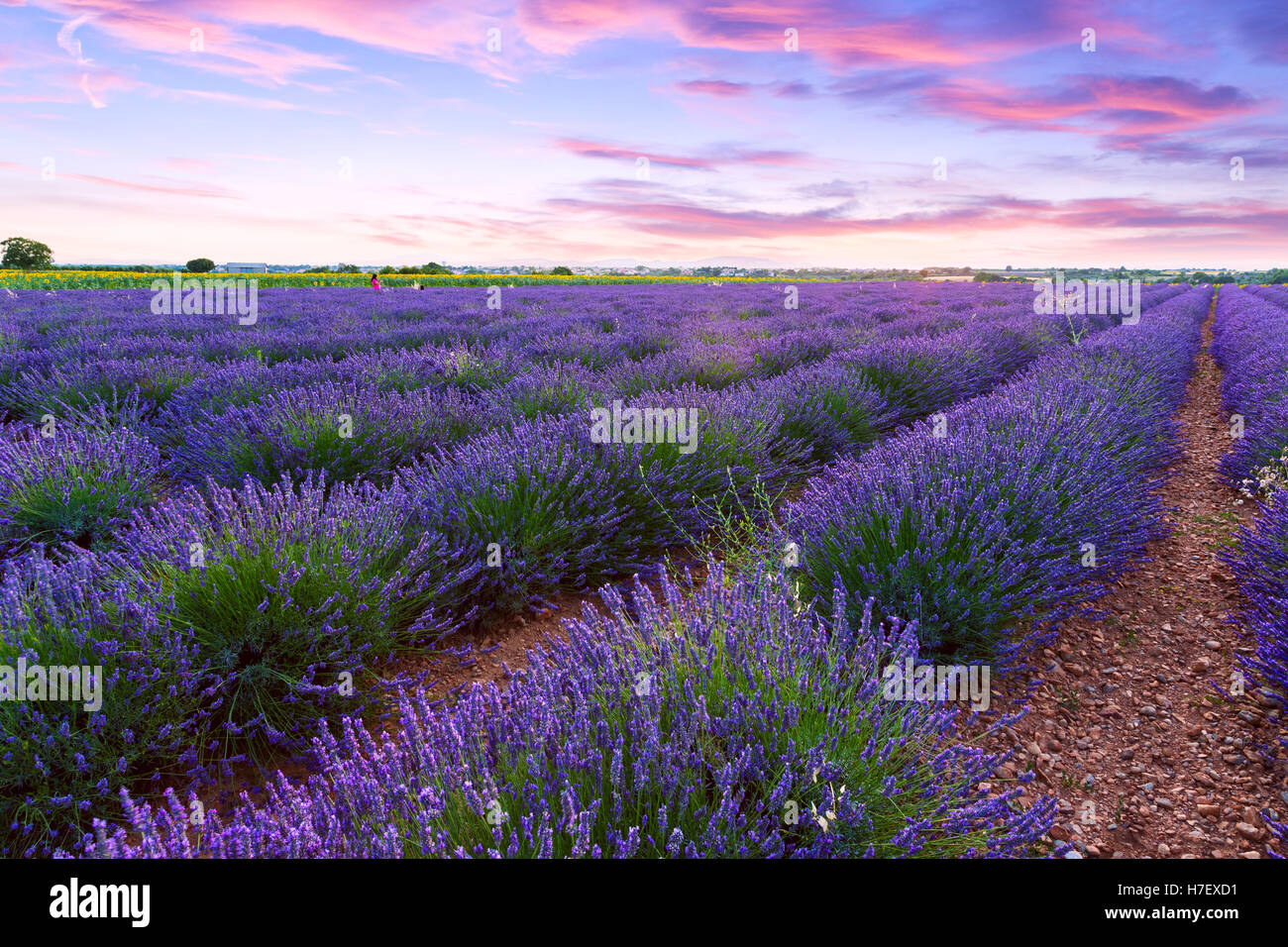 Lavender field summer sunset landscape near Valensole.Provence,France Stock Photo - Alamy