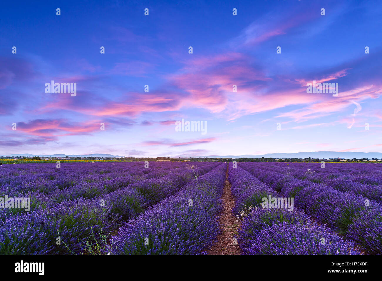 Lavender field summer sunset landscape near Valensole.Provence,France Stock Photo - Alamy