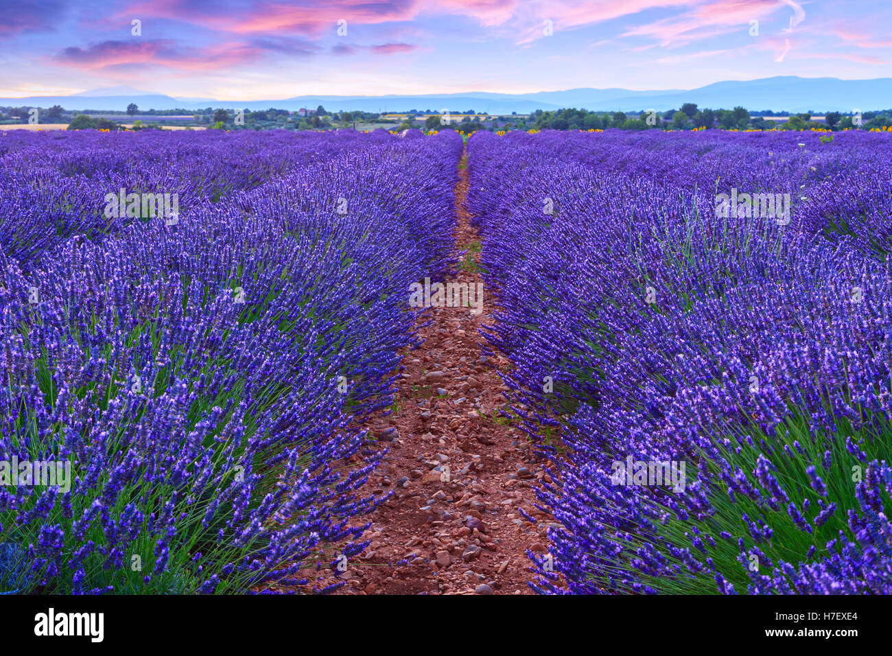 Lavender field summer sunset landscape near Valensole.Provence,France Stock Photo - Alamy