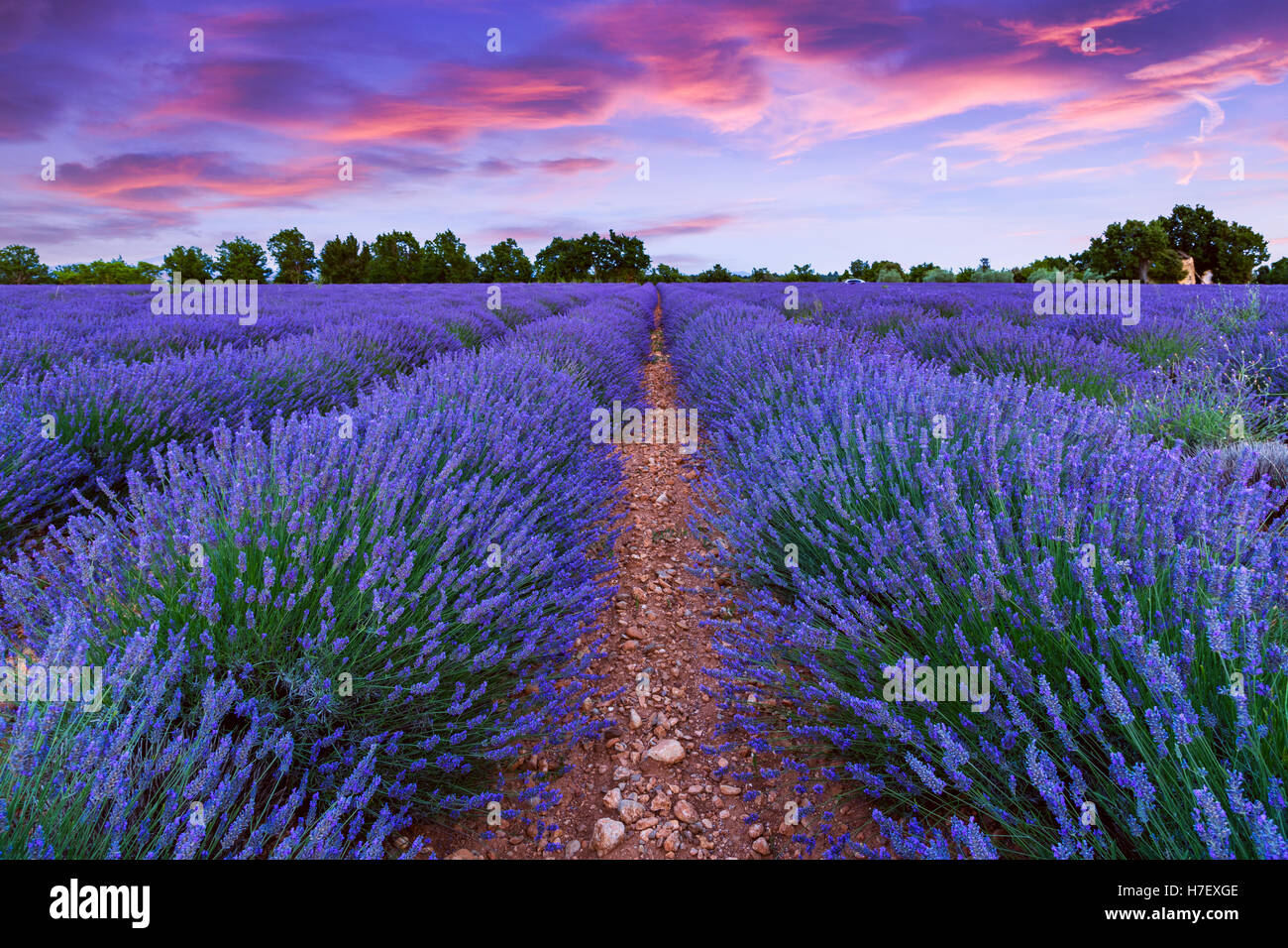 Lavender field summer sunset landscape near Valensole.Provence,France Stock Photo - Alamy