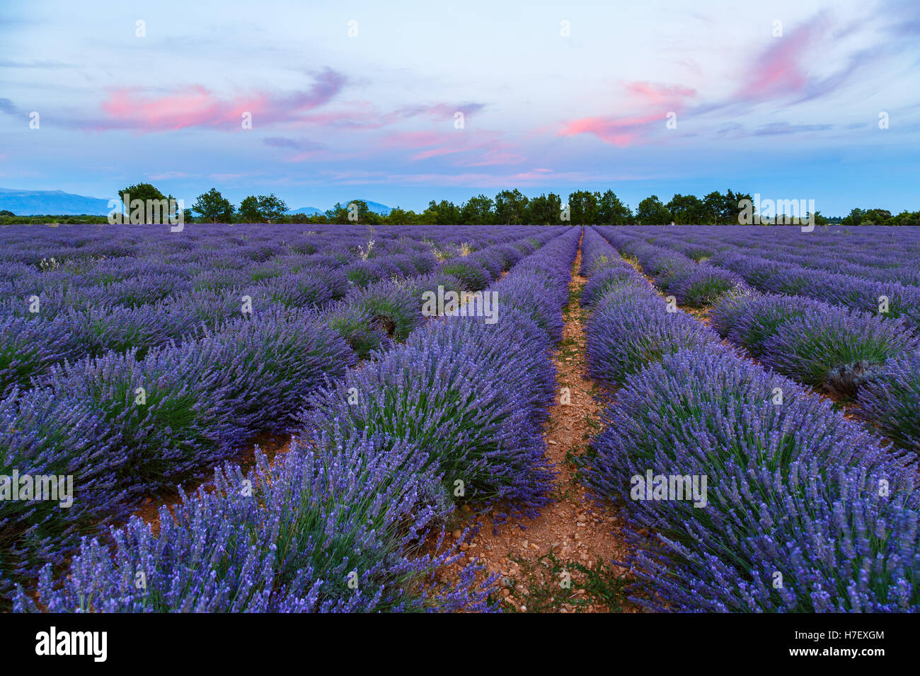 Lavender field summer sunset landscape near Valensole.Provence,France Stock Photo - Alamy