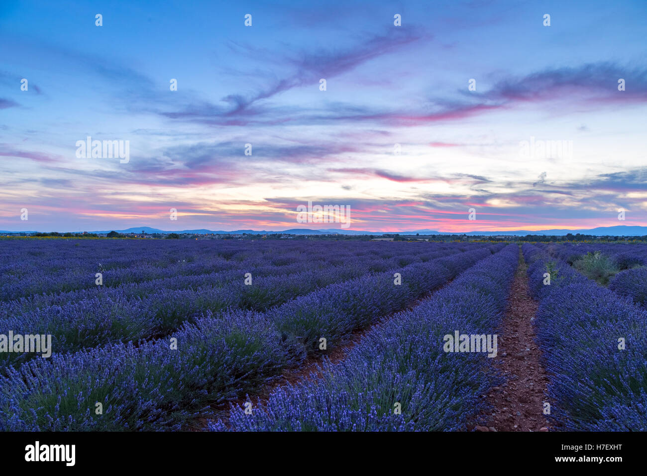 Lavender field summer sunset landscape near Valensole.Provence,France Stock Photo - Alamy
