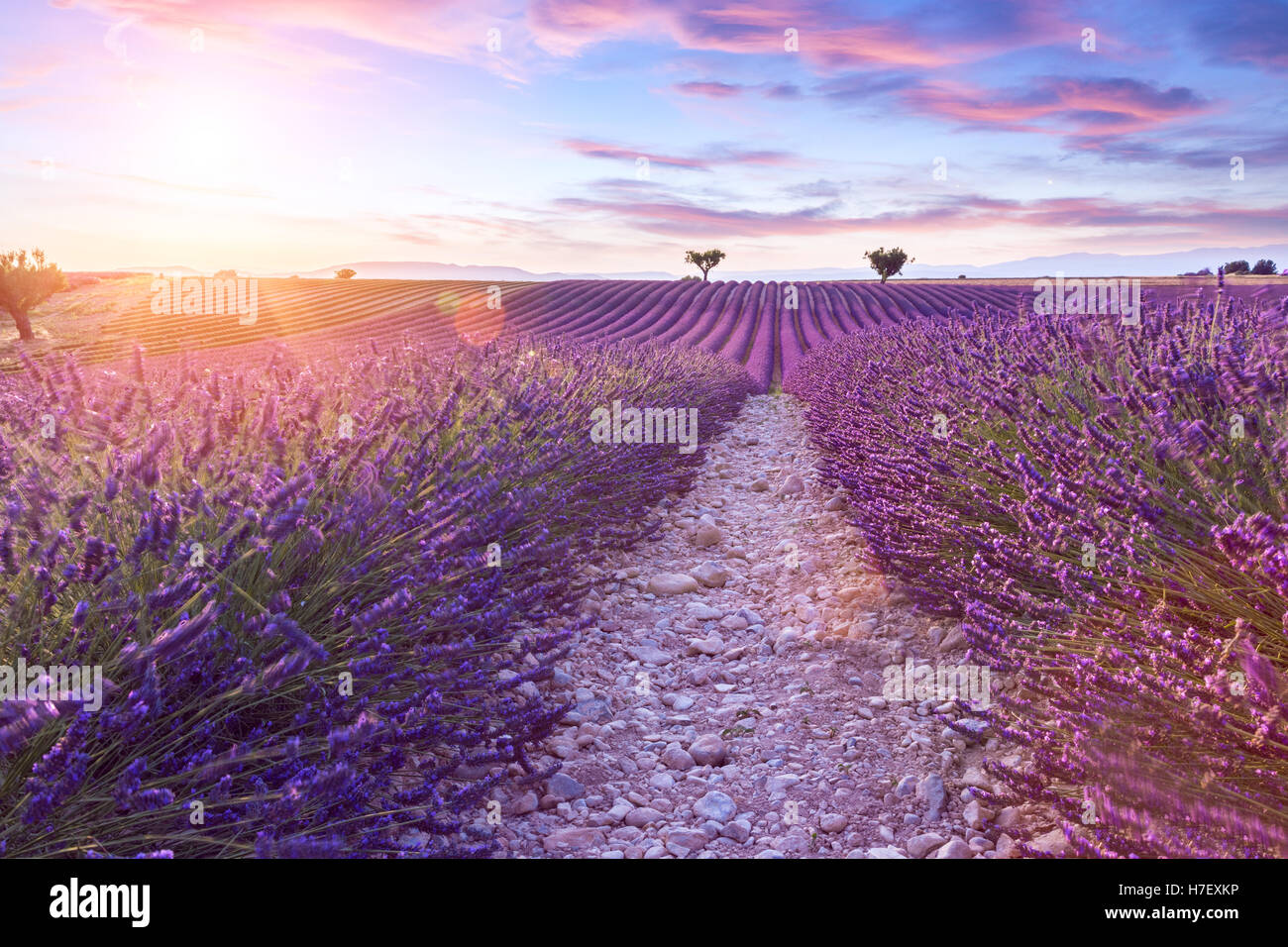 Lavender field summer sunset landscape near Valensole.Provence,France Stock Photo - Alamy