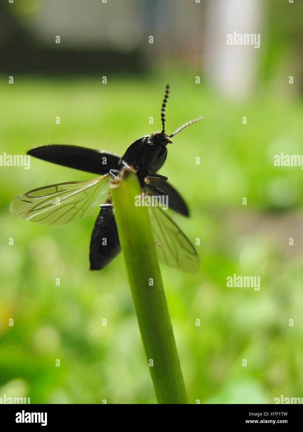Snapping beetle hi-res stock photography and images - Alamy