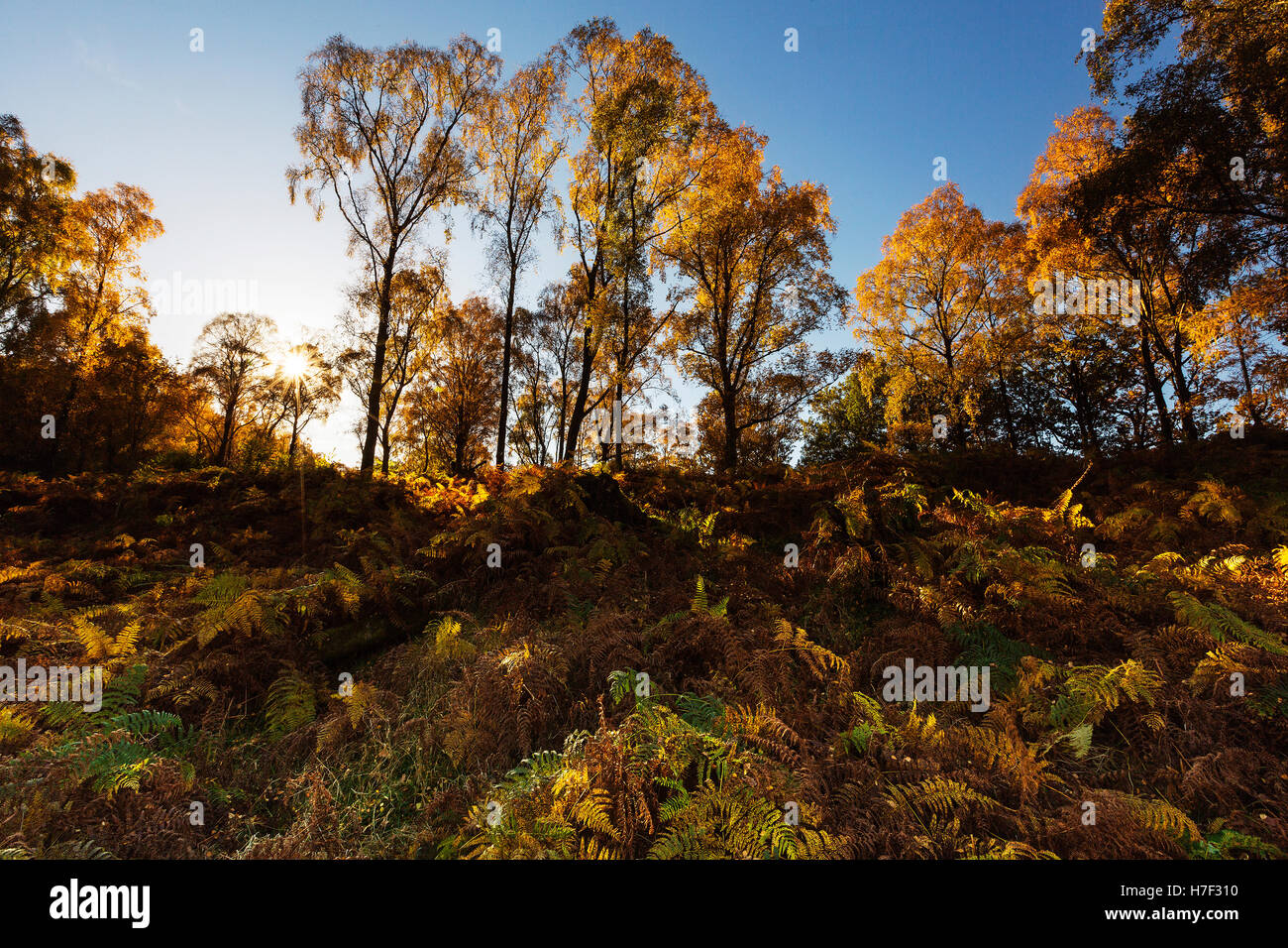 A view of Birch Trees in Autumn near Keswick, Cumbria Stock Photo - Alamy