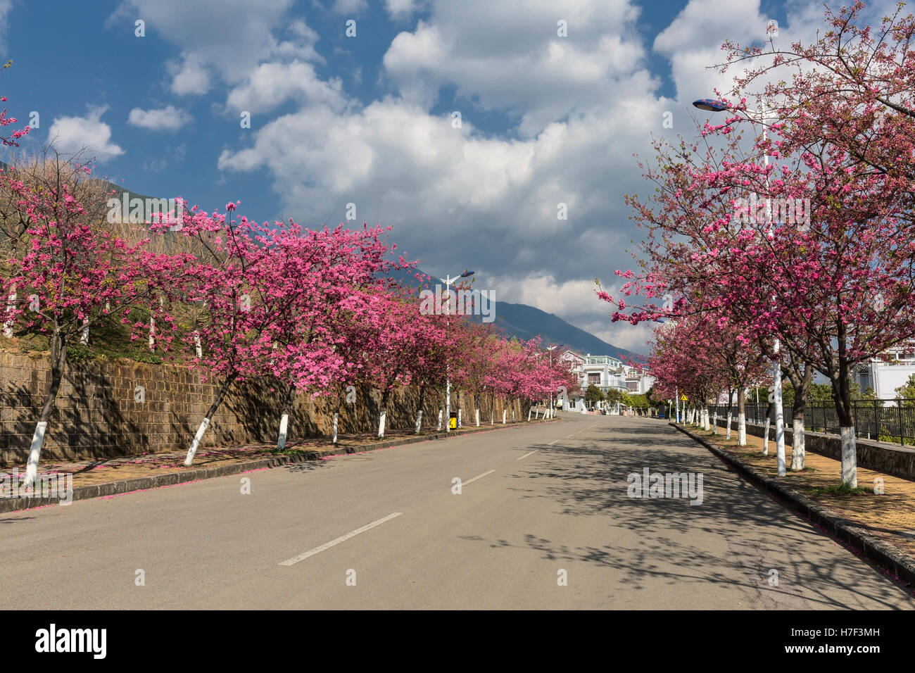 China Blossom Tree High Resolution Stock Photography and Images - Alamy