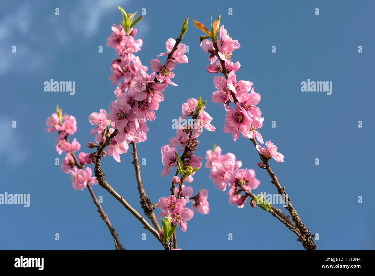 Cherry blossom. Cherry blossoms Stock Photo - Alamy