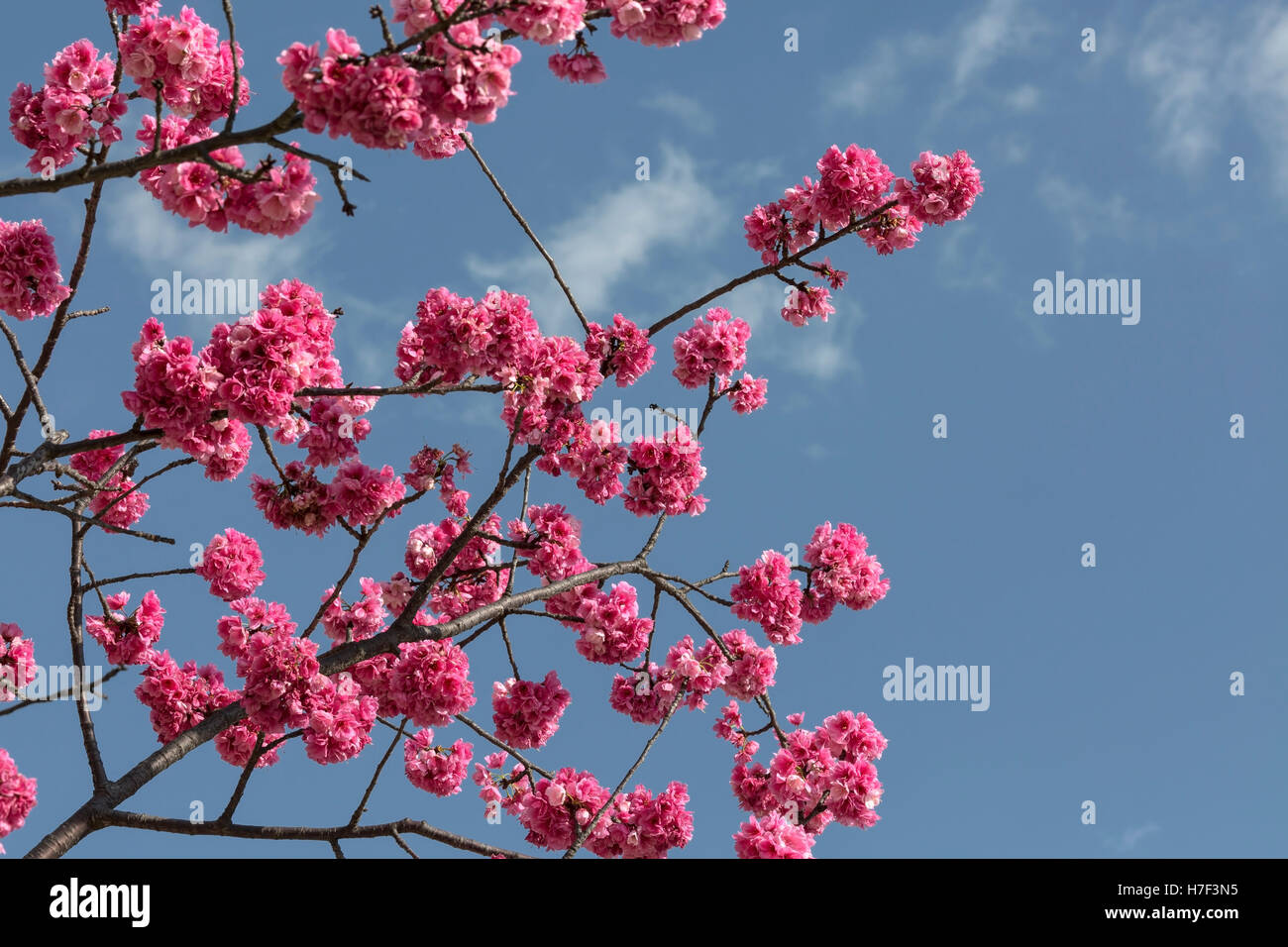 Chinese cherry blossom hi-res stock photography and images - Alamy