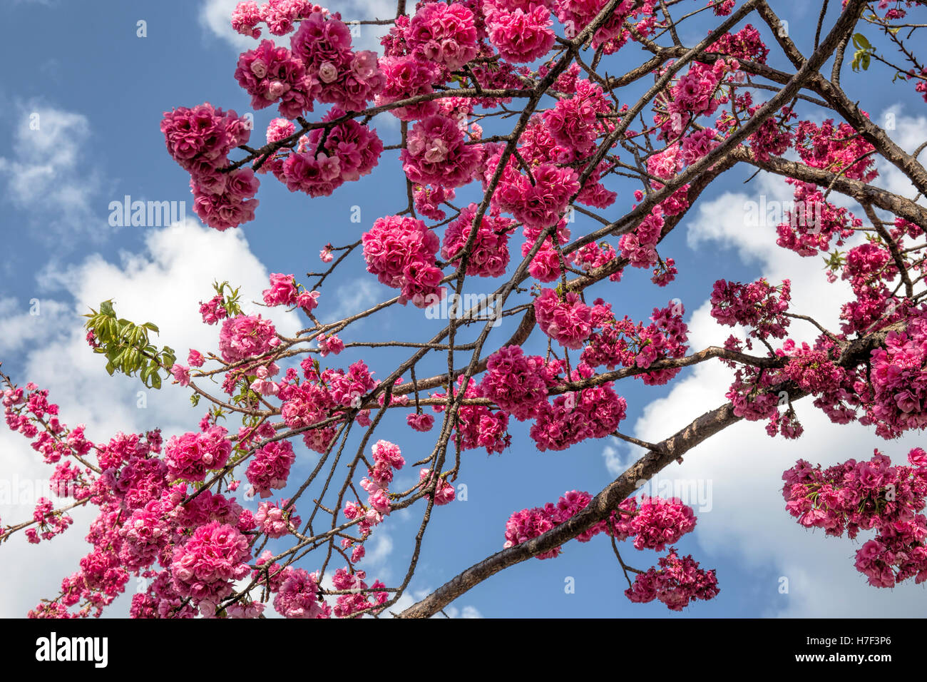 Cherry blossom. Cherry blossoms Stock Photo - Alamy