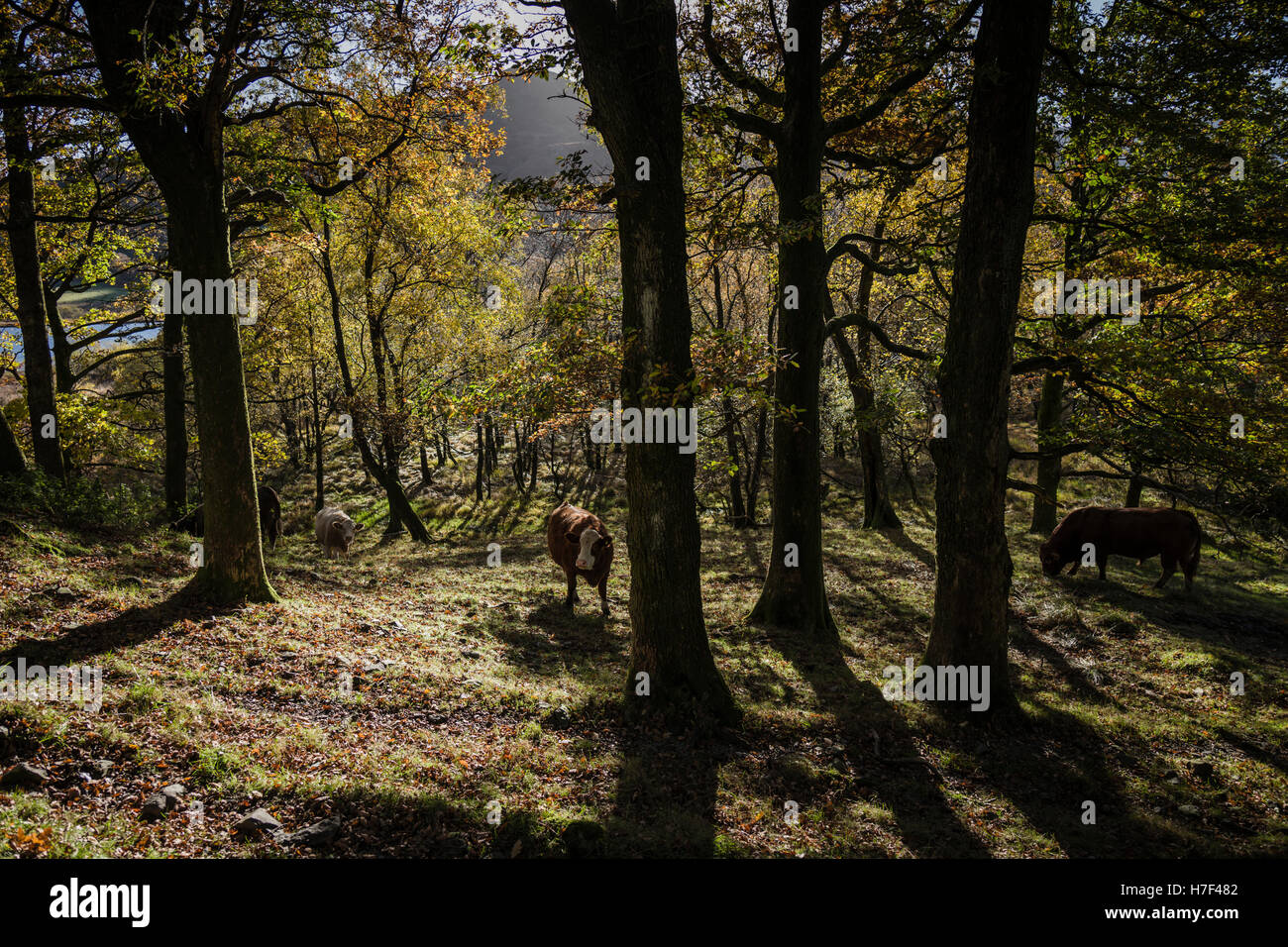 Little Langdale Valley, Lake District, Cumbria, UK Stock Photo - Alamy