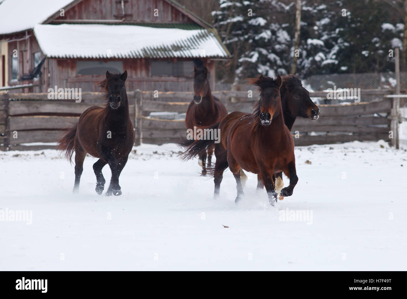 Horses running in snow hi-res stock photography and images - Alamy