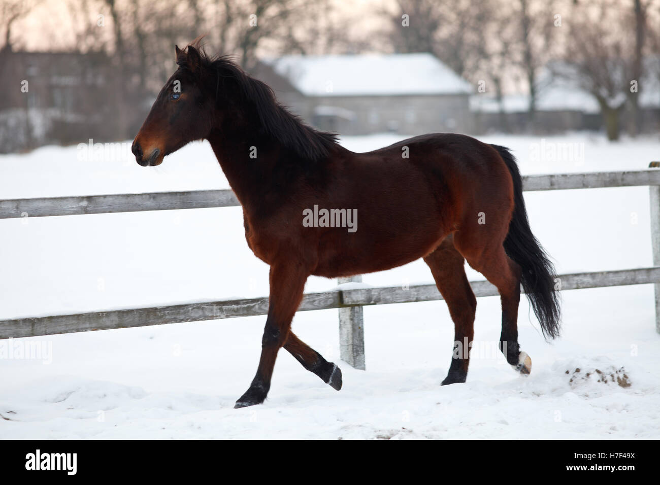 Covered paddock hi-res stock photography and images - Alamy