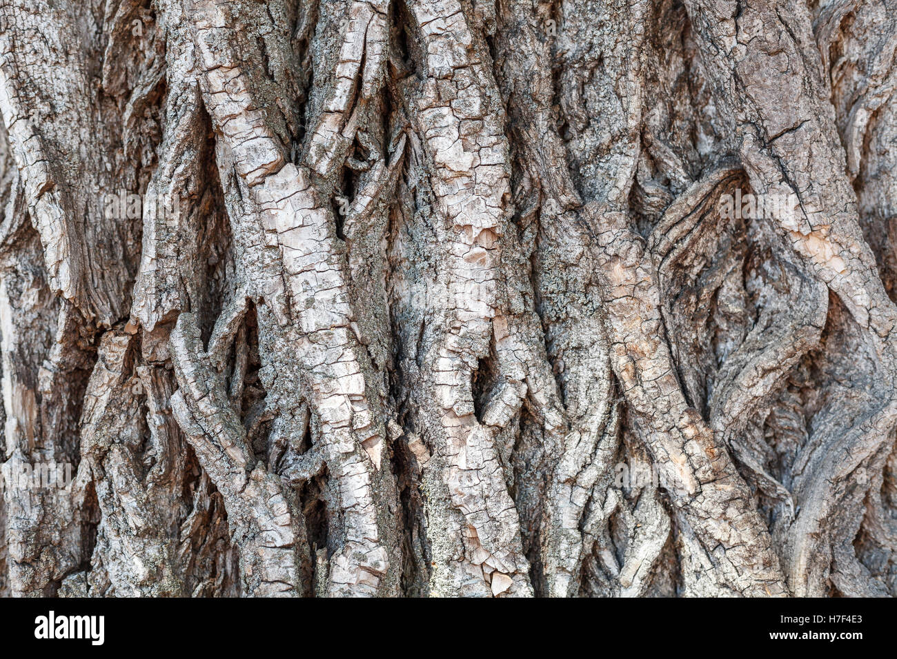 Tree bark brown color background, vertical lines, horizontal ...