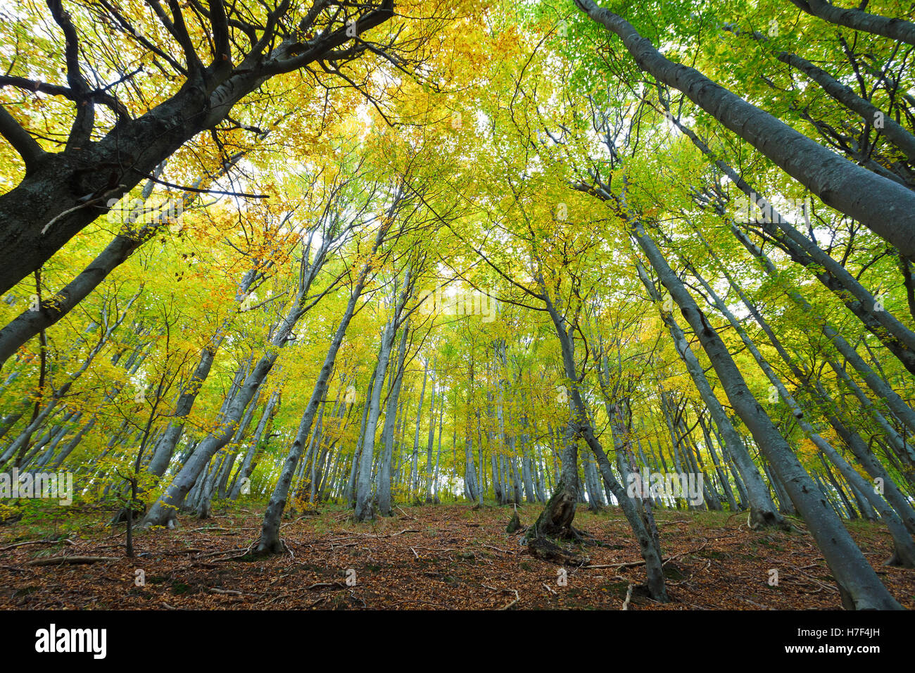 Lush green beech trees hi-res stock photography and images - Alamy