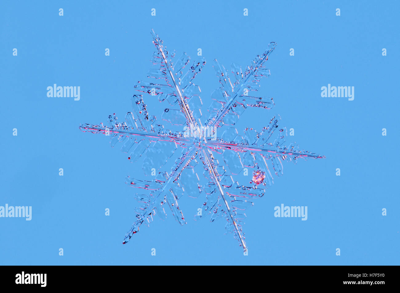 Ice structure microscope hi-res stock photography and images - Alamy