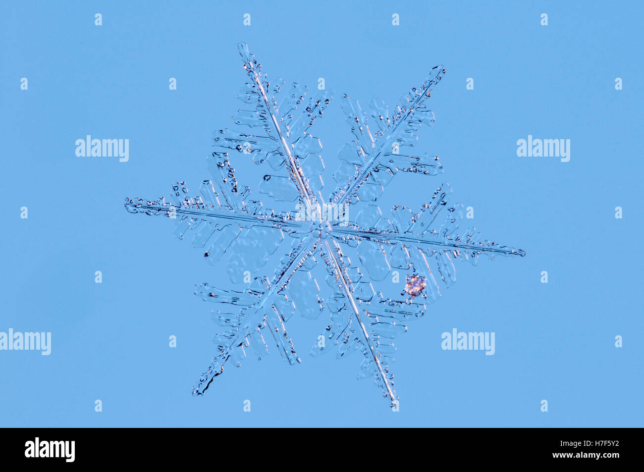 Snowflake microscope hi-res stock photography and images - Alamy