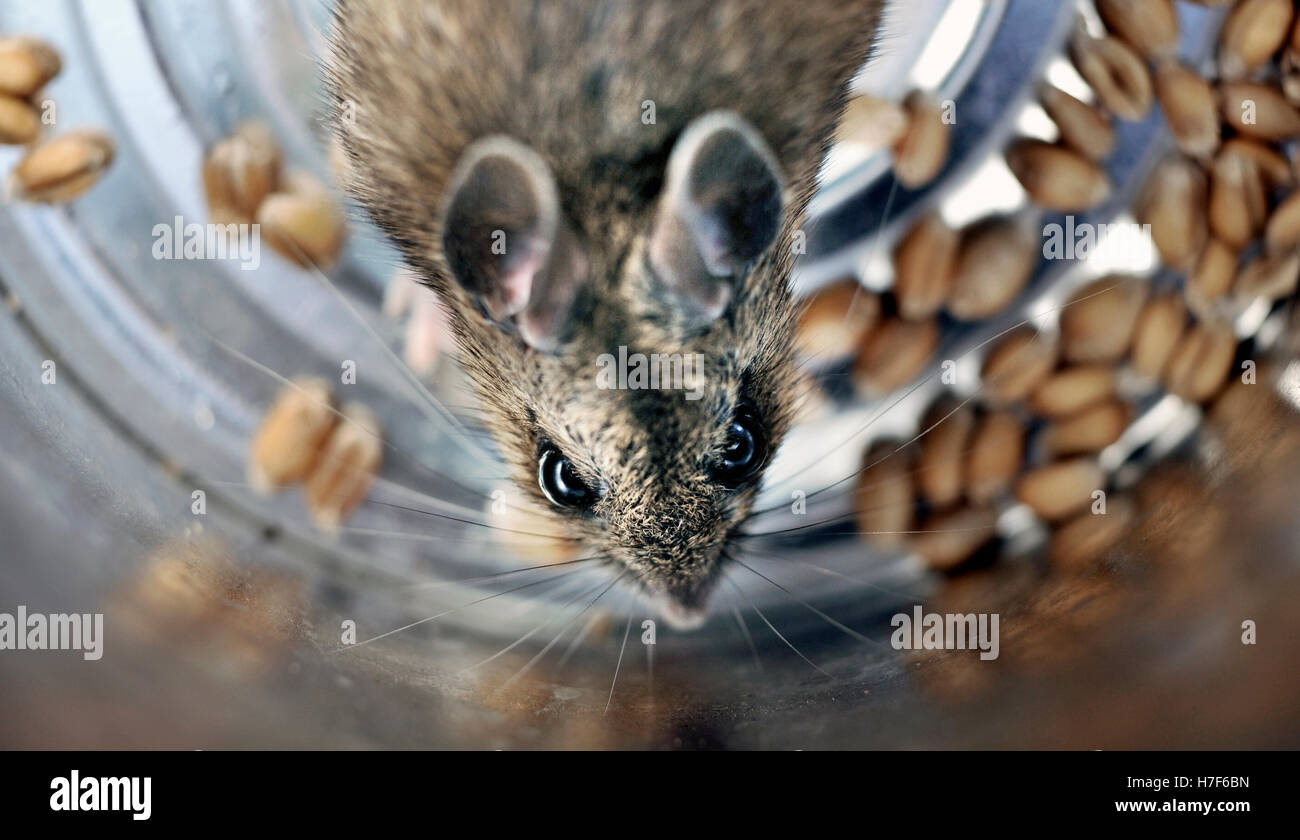 mouse in nut tin Stock Photo - Alamy