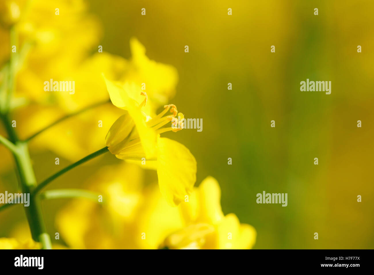 Beautiful colza hi-res stock photography and images - Alamy