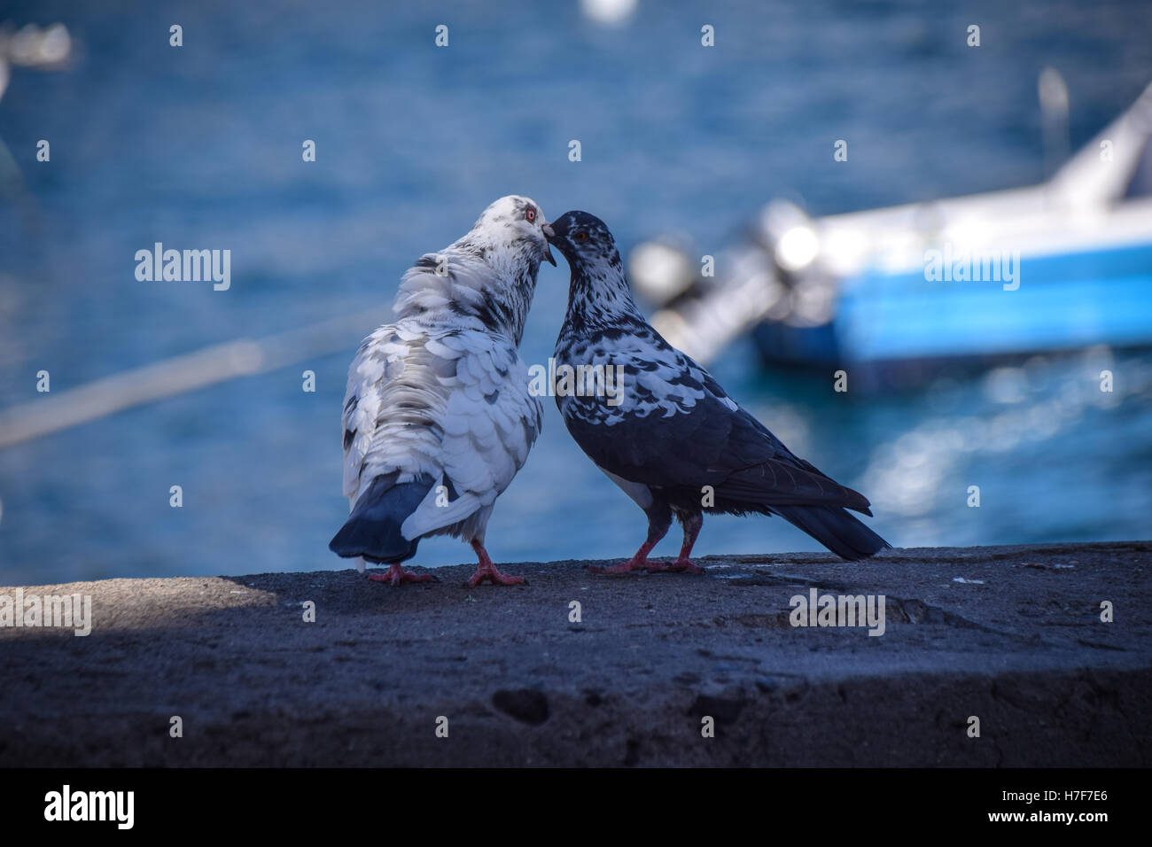 Two pigeons mating behaviour Stock Photo - Alamy