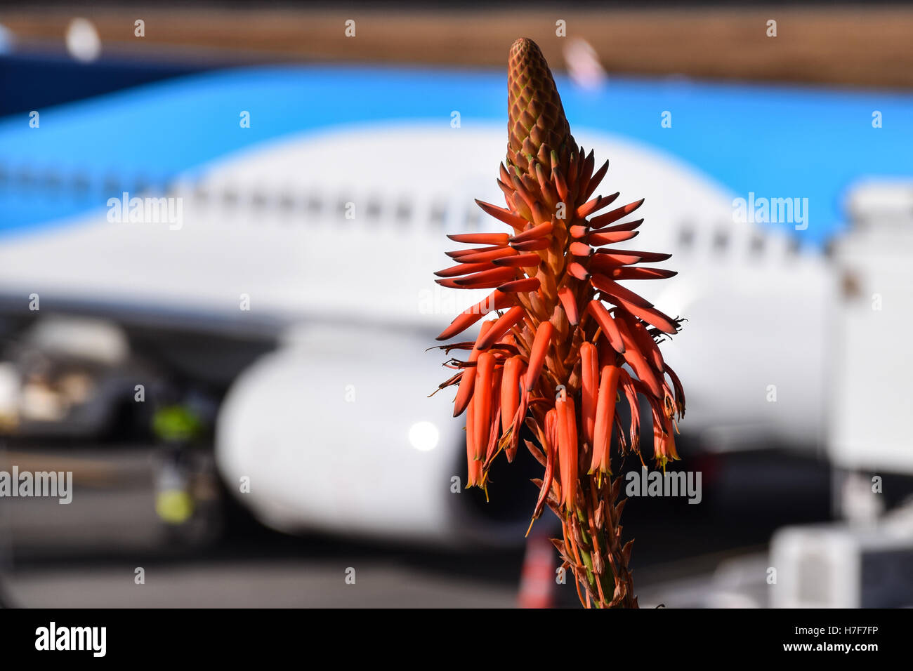 Cameroon flower hi-res stock photography and images - Alamy