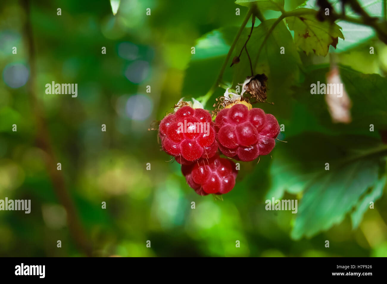 Wild raspberry in a forest Stock Photo - Alamy