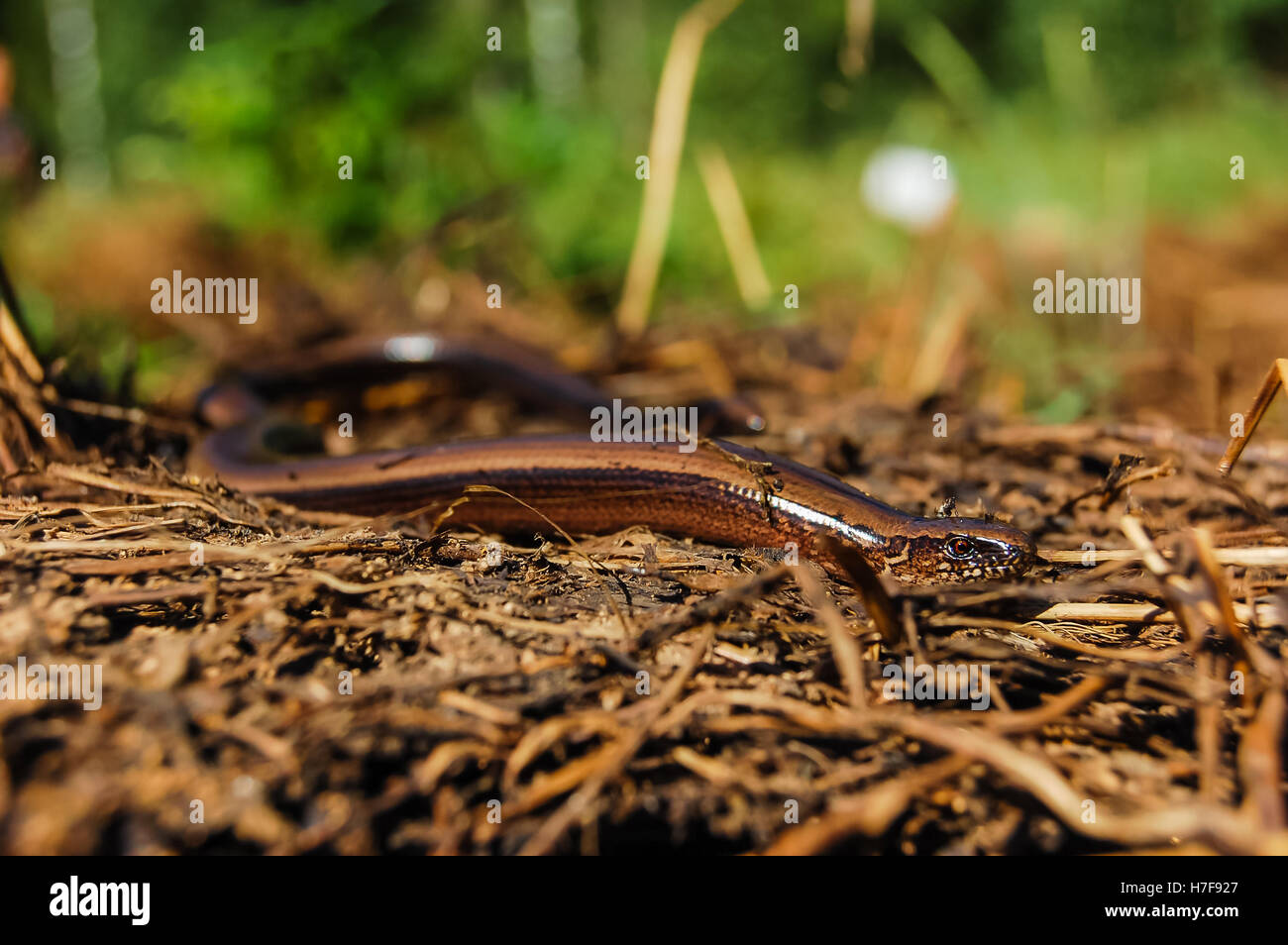 Basking in the sun hi-res stock photography and images - Alamy