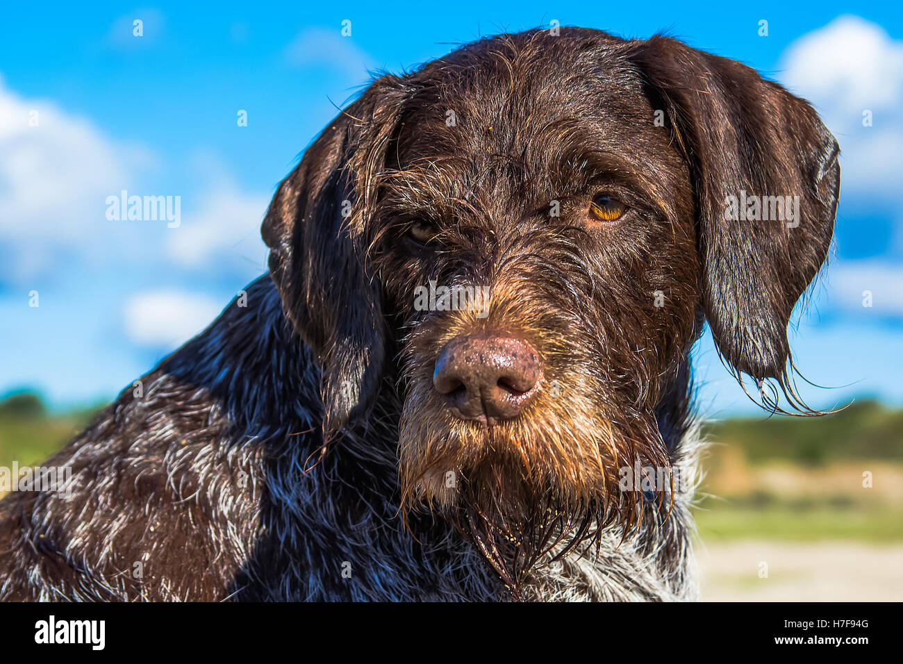 German Wirehaired Pointer. Hunting dog on sunny day Stock Photo - Alamy