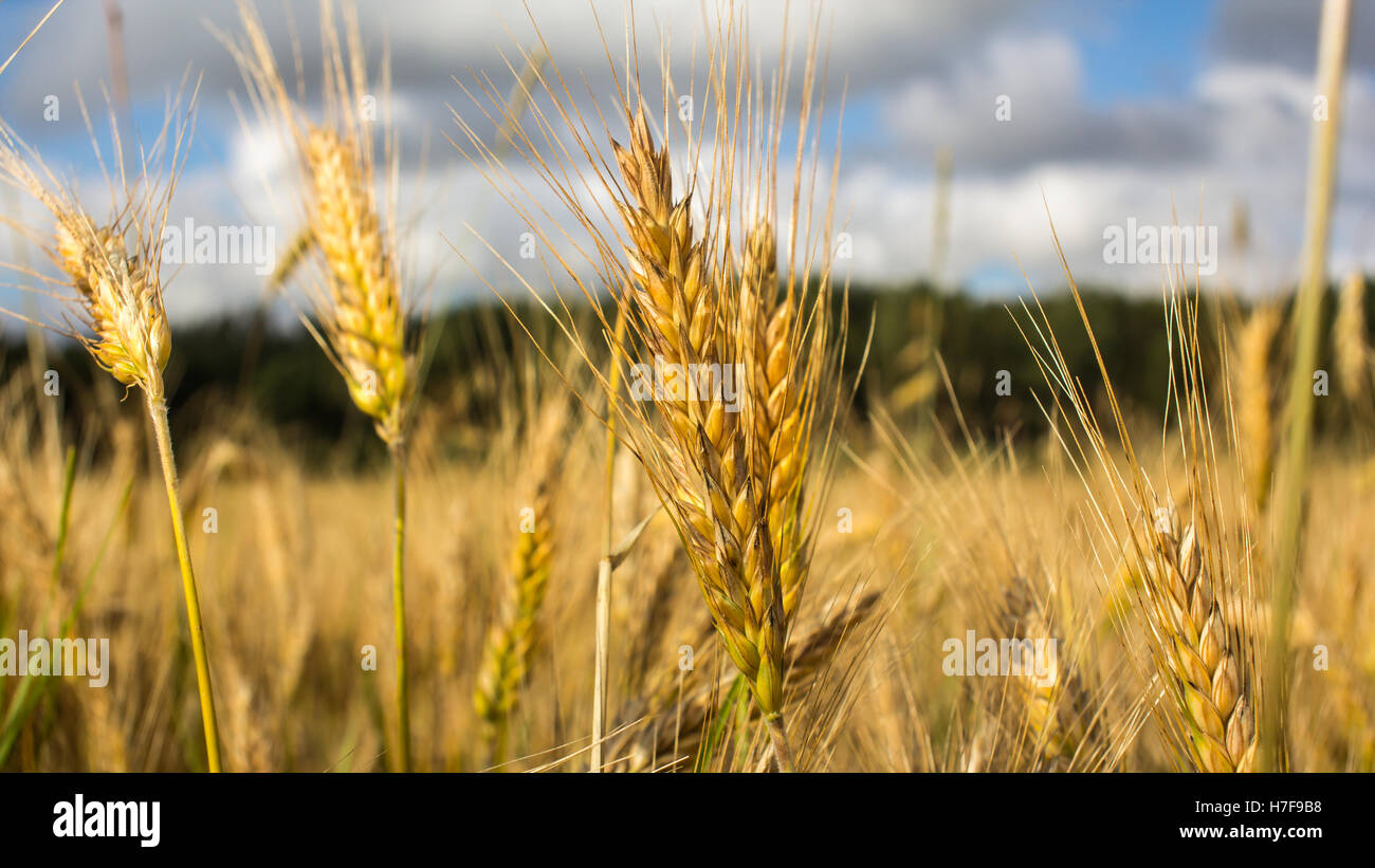 Wheat field before harvesting Stock Photo - Alamy