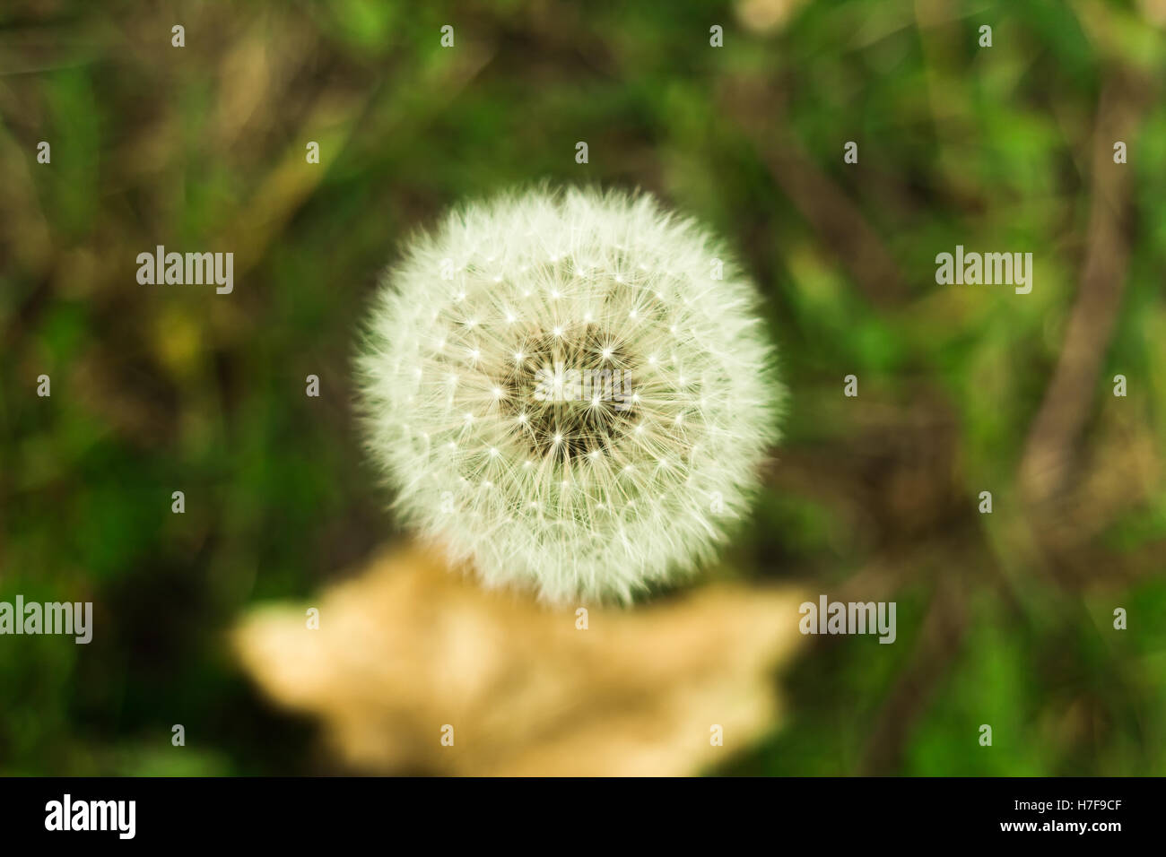 Dandelion fluff hi-res stock photography and images - Alamy