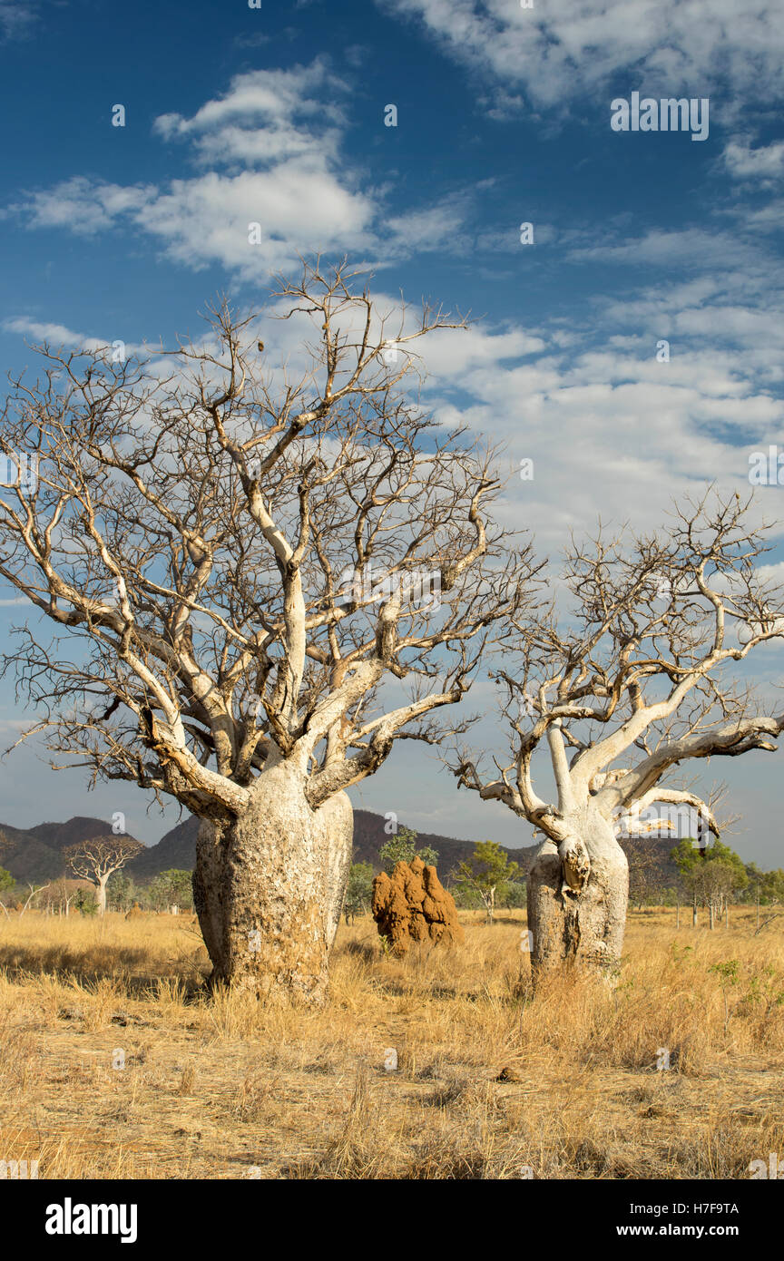 Boab trees in the Kimberley, Western Australia Stock Photo - Alamy