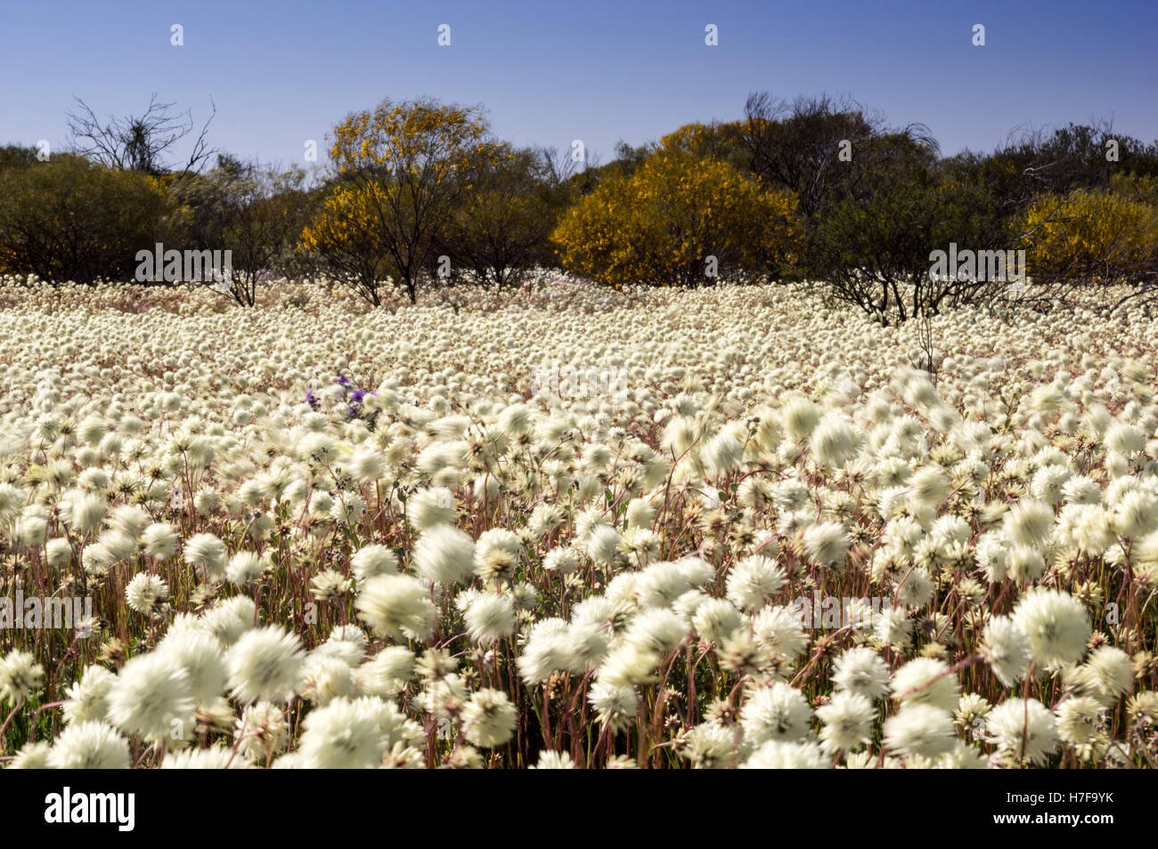 Everlastings western australia hi-res stock photography and images - Alamy