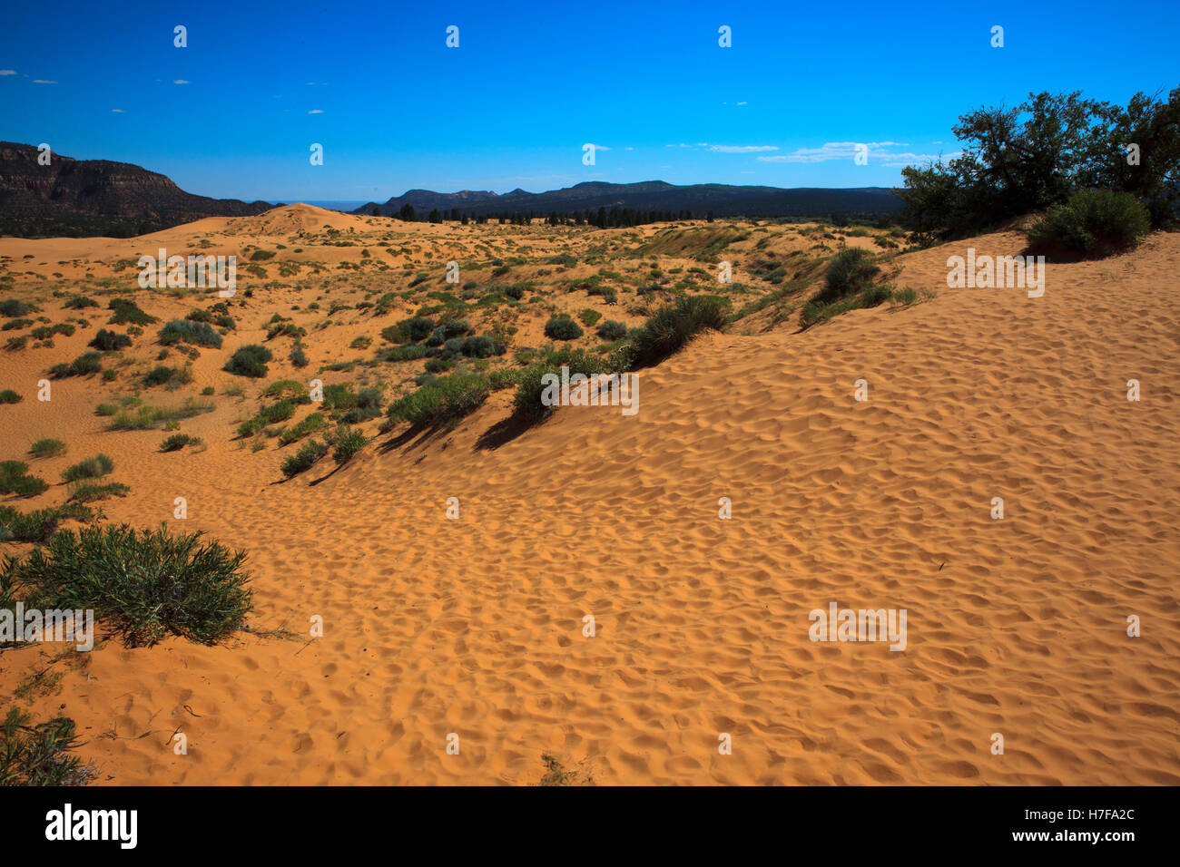 Coral Pink Sand Dunes State Park, Utah, USA Stock Photo - Alamy