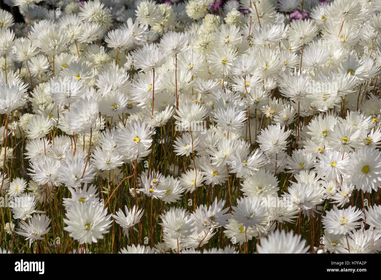 Payne's find australia hi-res stock photography and images - Alamy