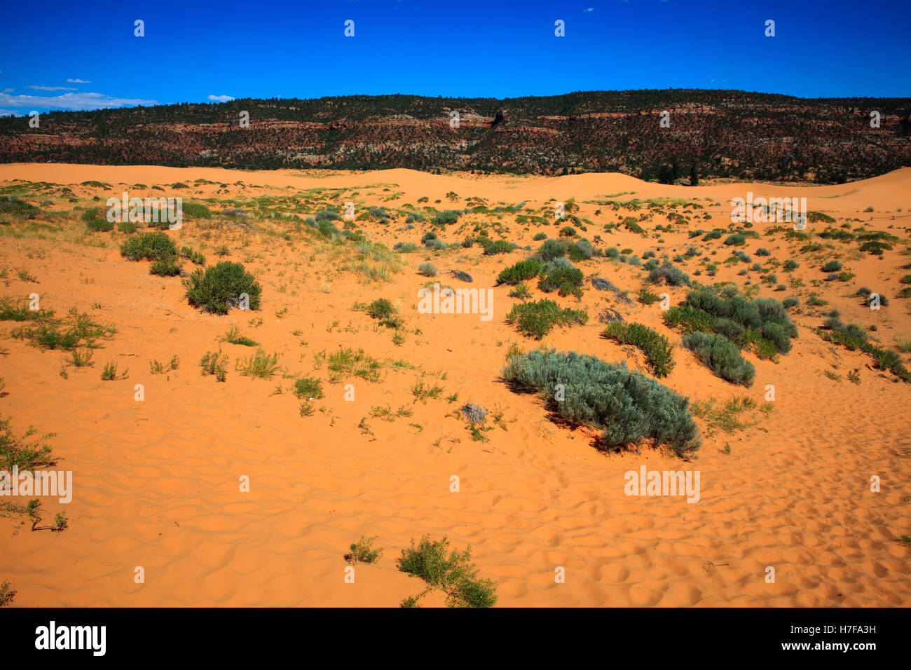 Coral Pink Sand Dunes State Park, Utah, USA Stock Photo - Alamy