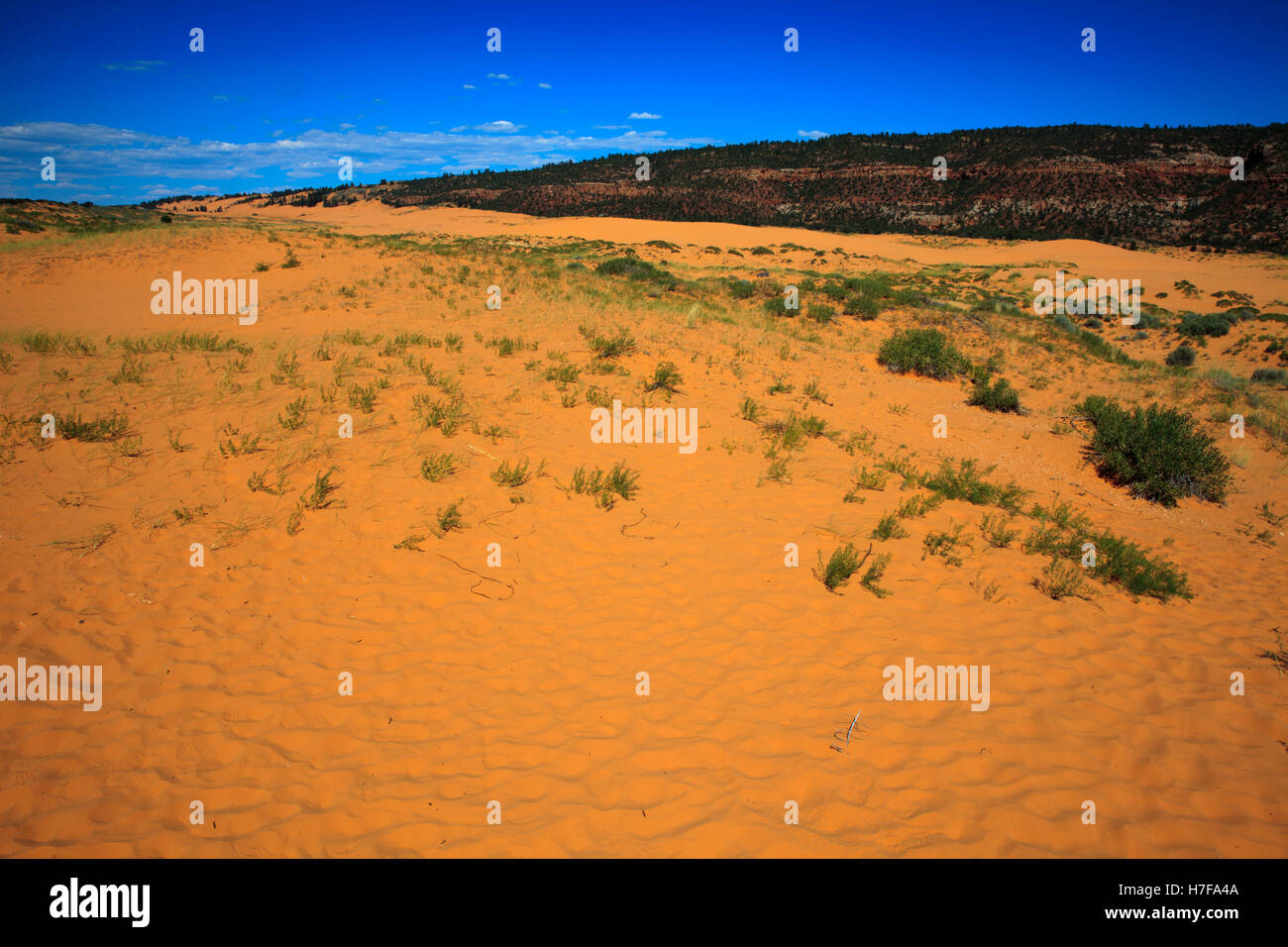 Coral Pink Sand Dunes State Park, Utah, USA Stock Photo - Alamy
