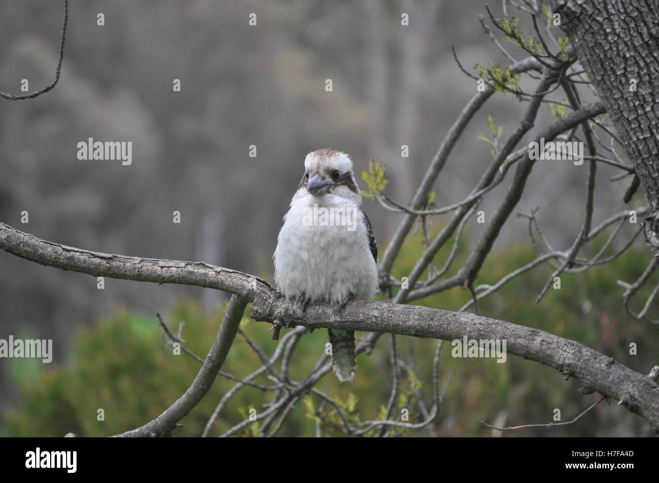 Baby kookaburra hi-res stock photography and images - Alamy