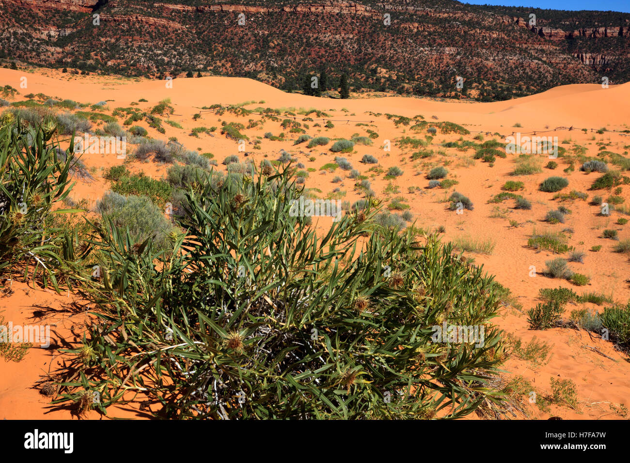 Coral Pink Sand Dunes State Park, Utah, USA Stock Photo - Alamy