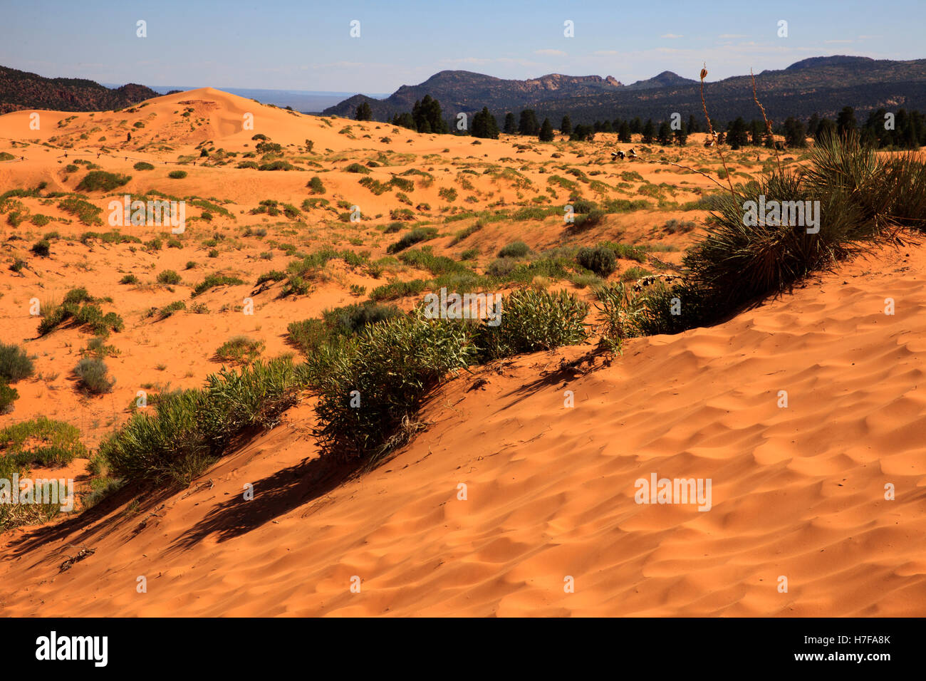 Coral Pink Sand Dunes State Park, Utah, USA Stock Photo - Alamy
