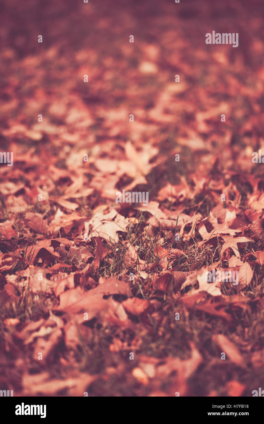 A ground level view of leaves on the ground in autumn. Shallow depth of ...
