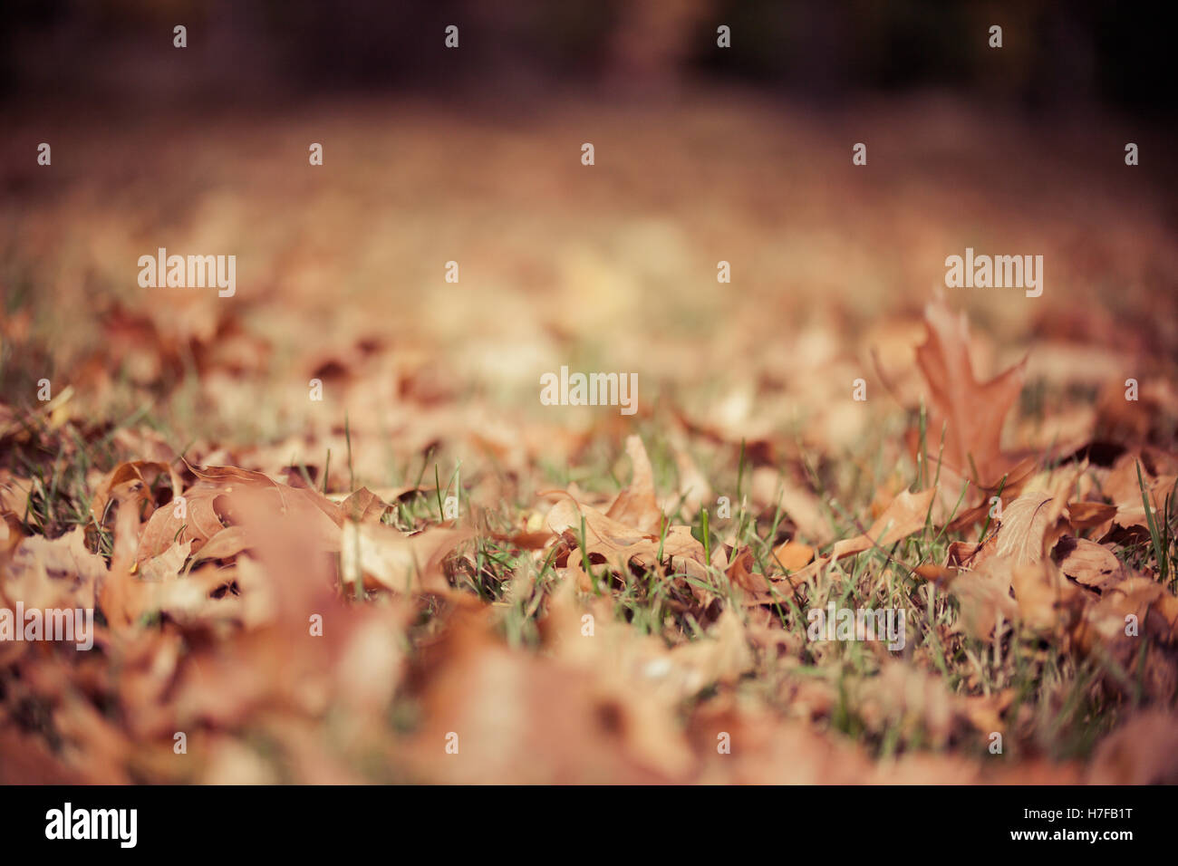 A ground level view of leaves on the ground in autumn. Shallow depth of ...
