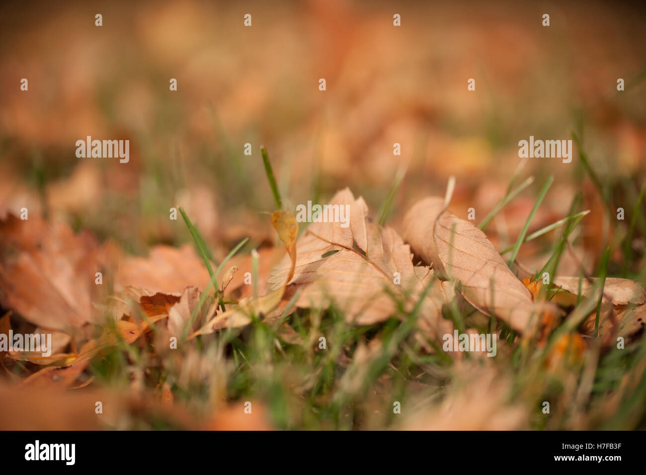 A ground level view of leaves on the ground in autumn. Shallow depth of ...
