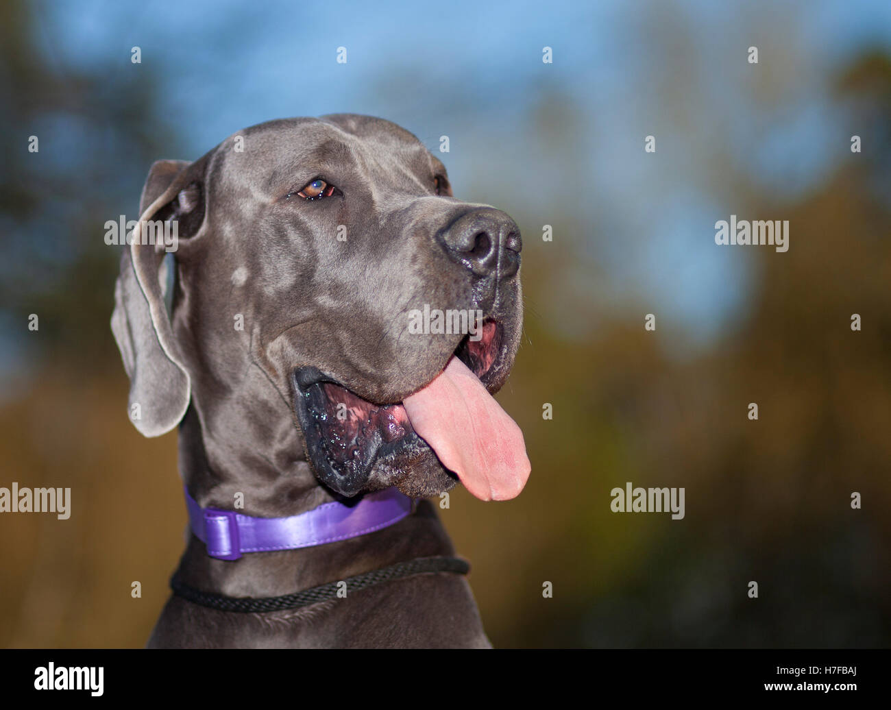 Head shot of a grey Great Dane purebred outside Stock Photo - Alamy