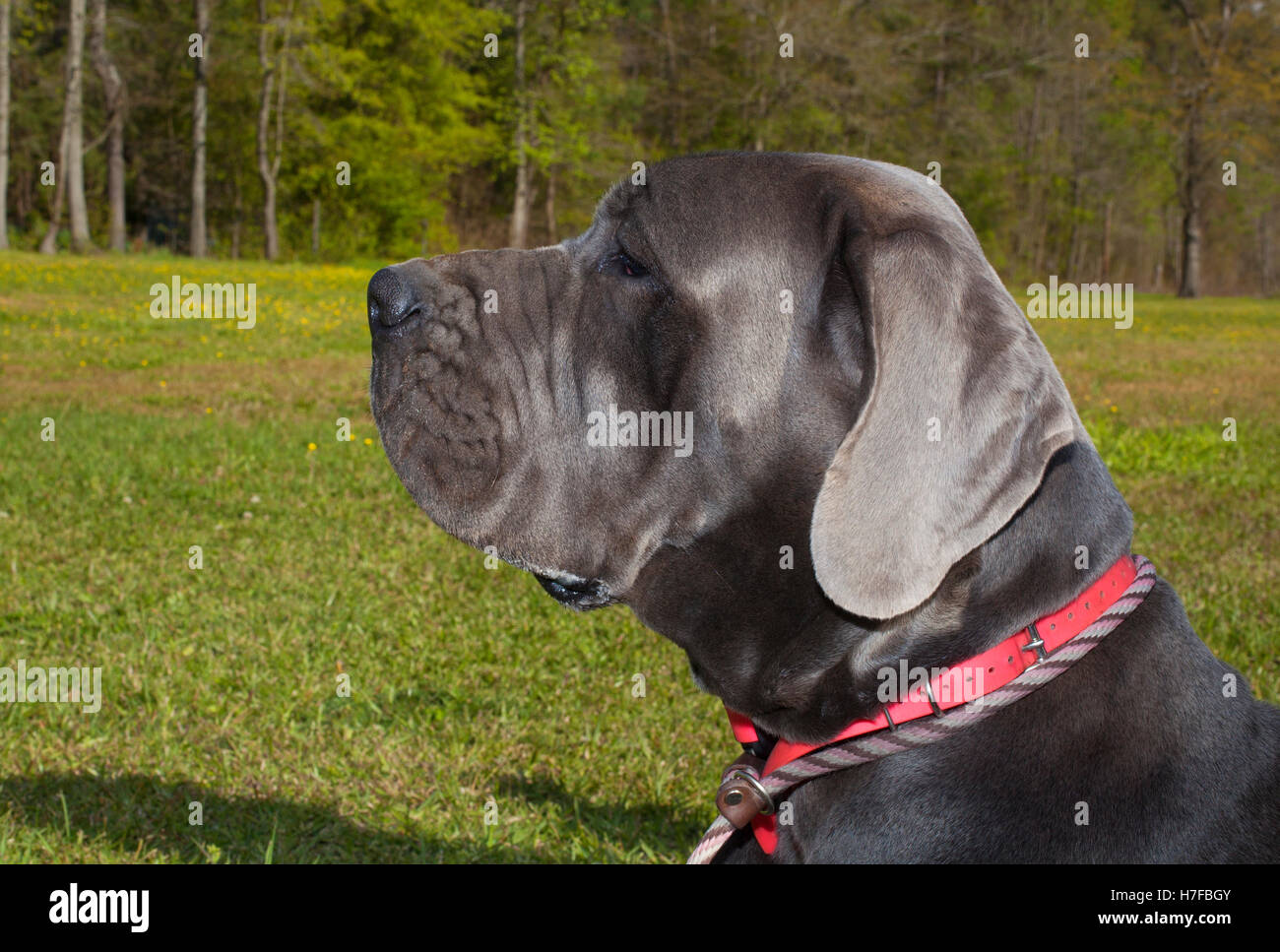 Gray Great Dane purebred striking a pose while laying on the grass ...